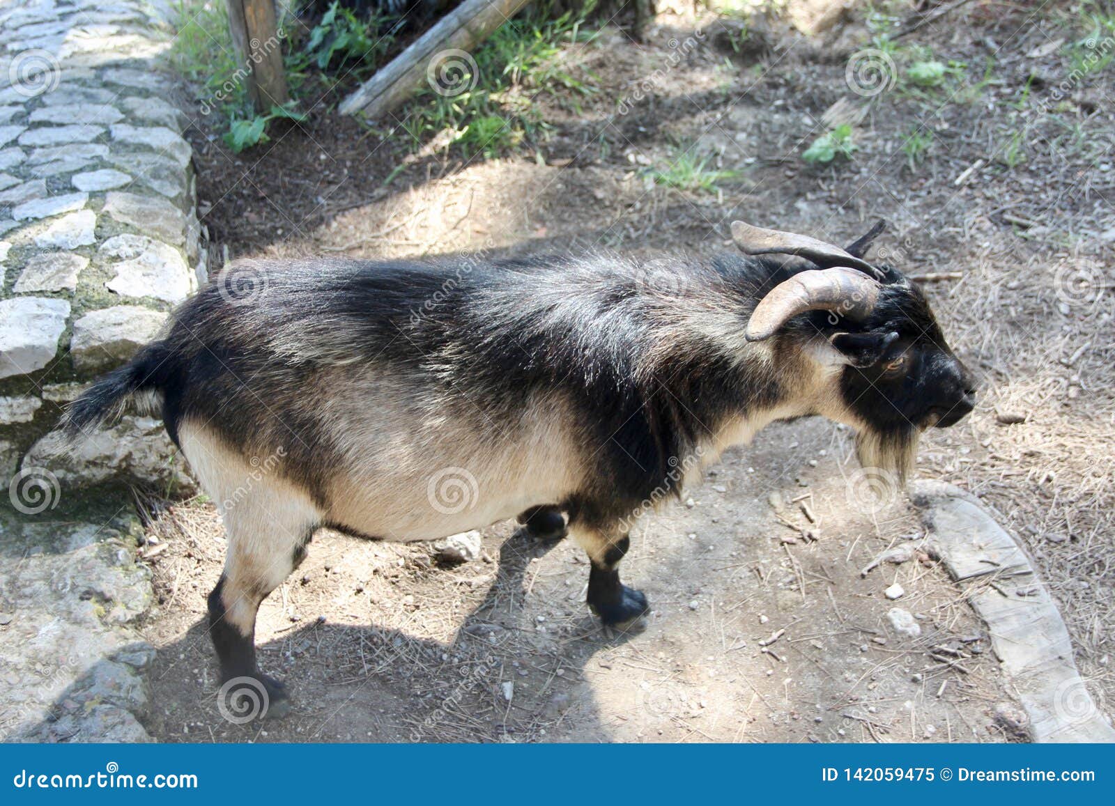 Animals on the Island of Capri.Goat Stock Image - Image of natures ...