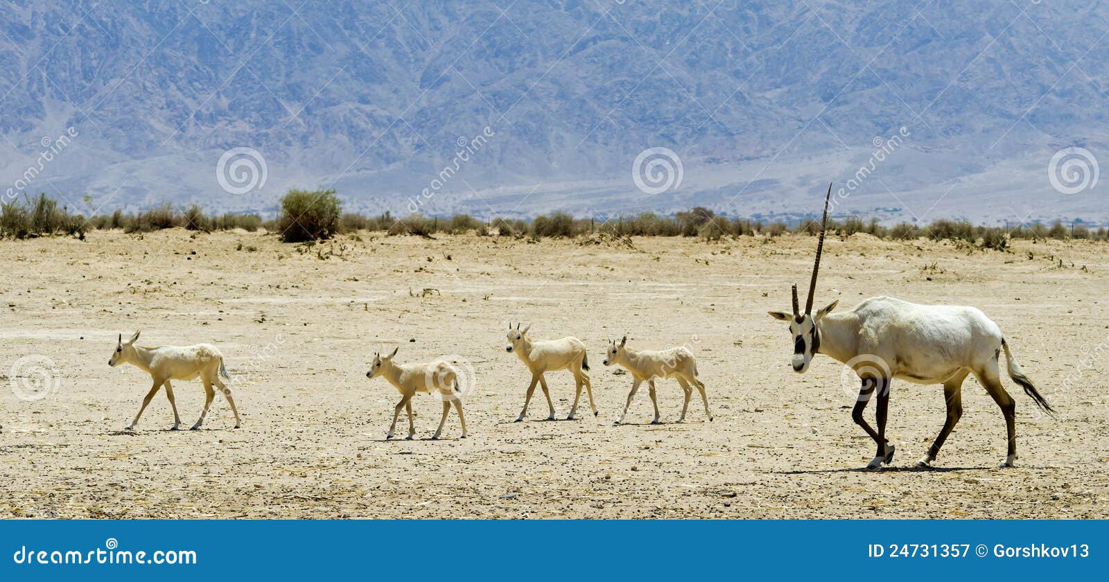 Animals of Israeli savanna stock image. Image of mountain - 24731357
