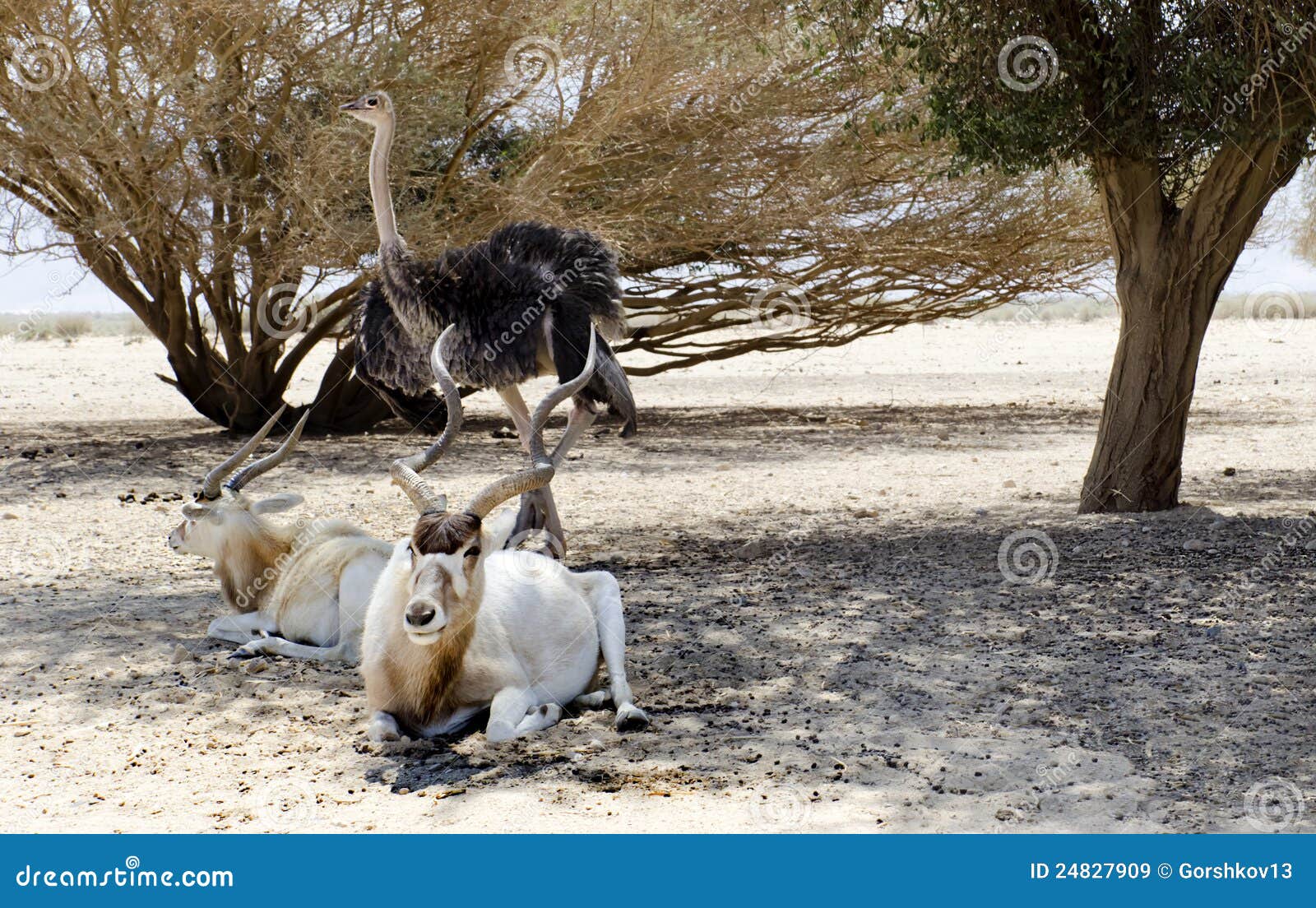 Animals of Israeli savanna stock image. Image of interesting - 24827909