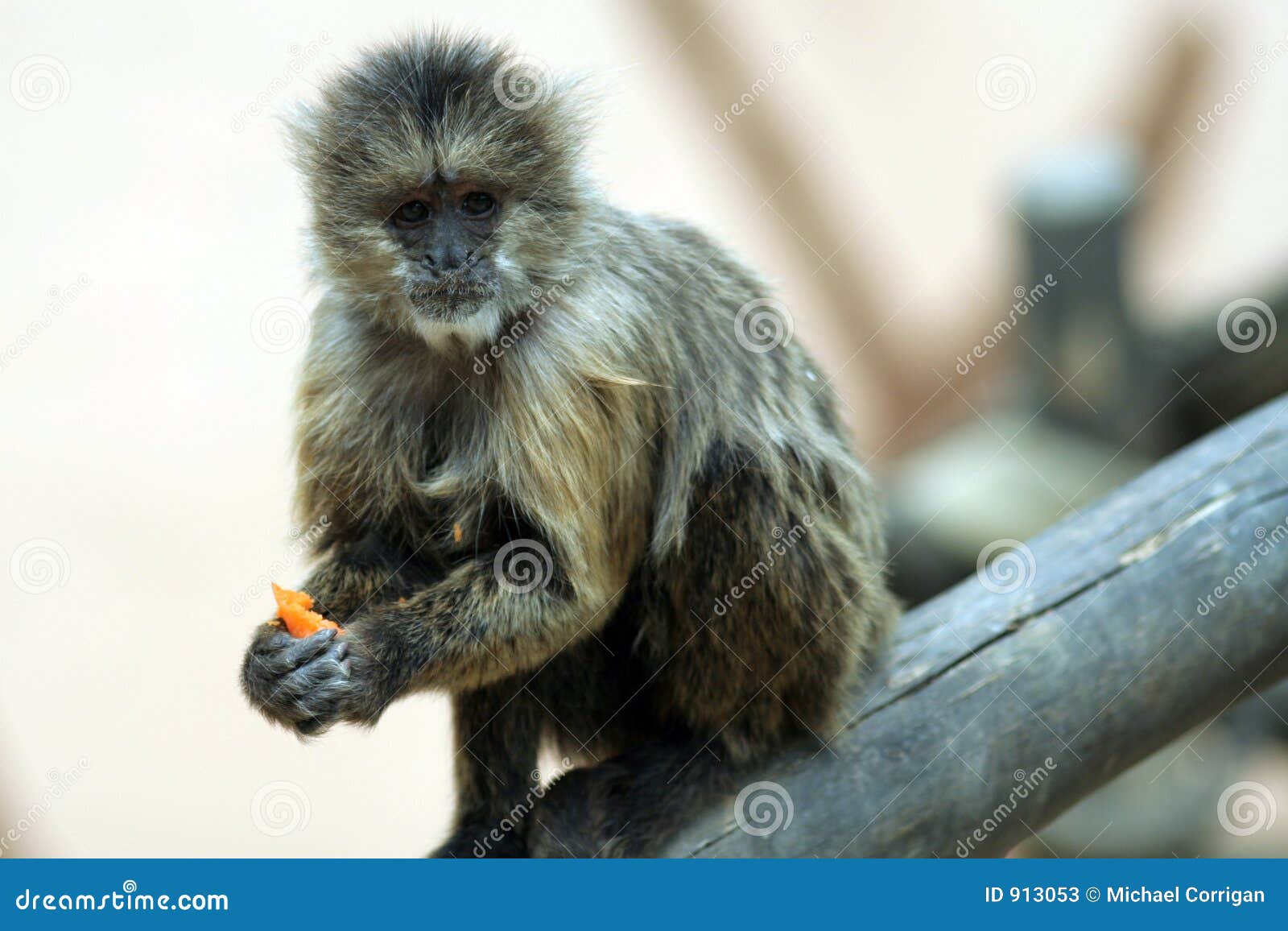 Animals in Jerez - Spain stock image. Image of chimp, colorful - 913053