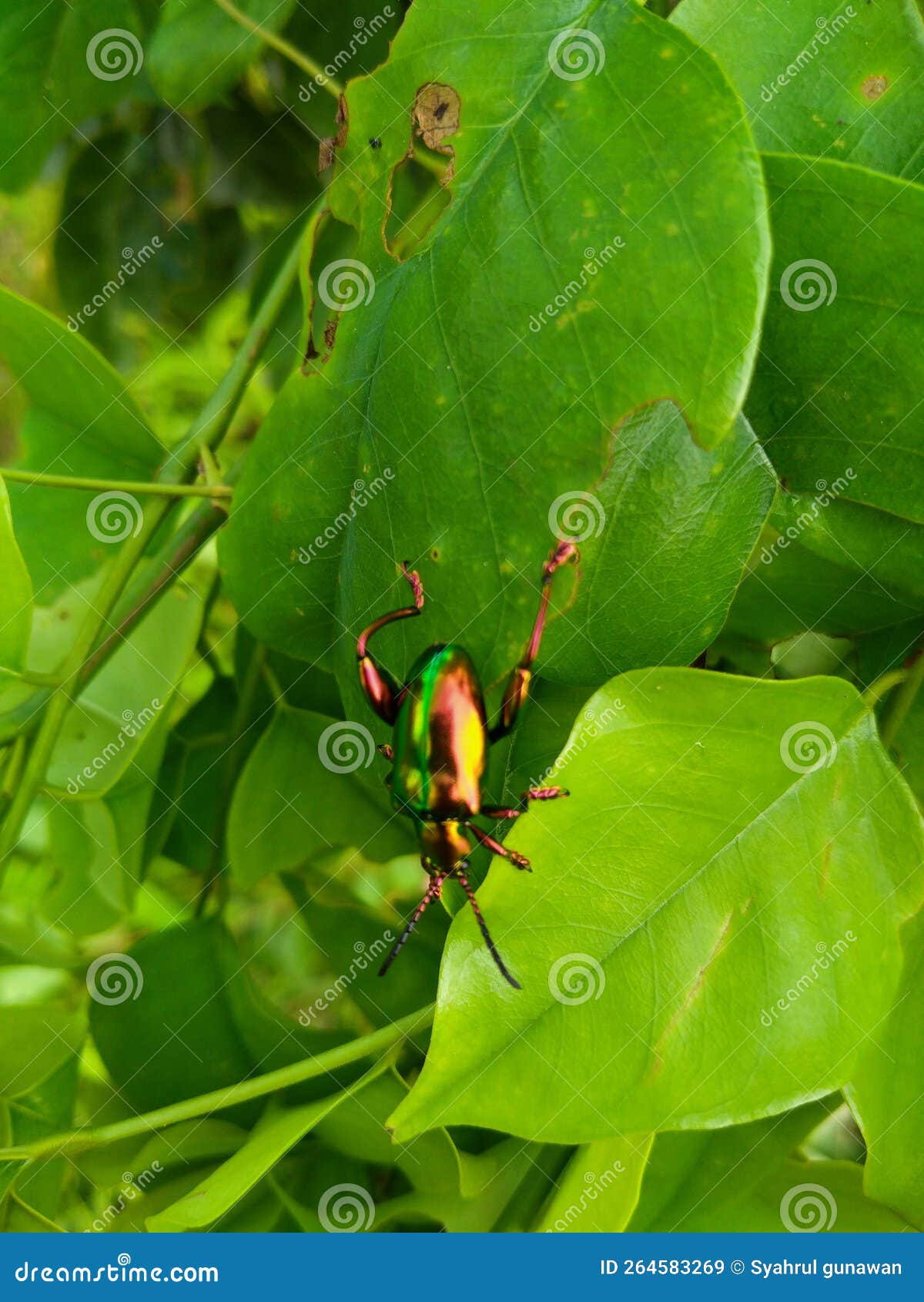 Animals that are on the Leaves Stock Image - Image of shrub, animal ...