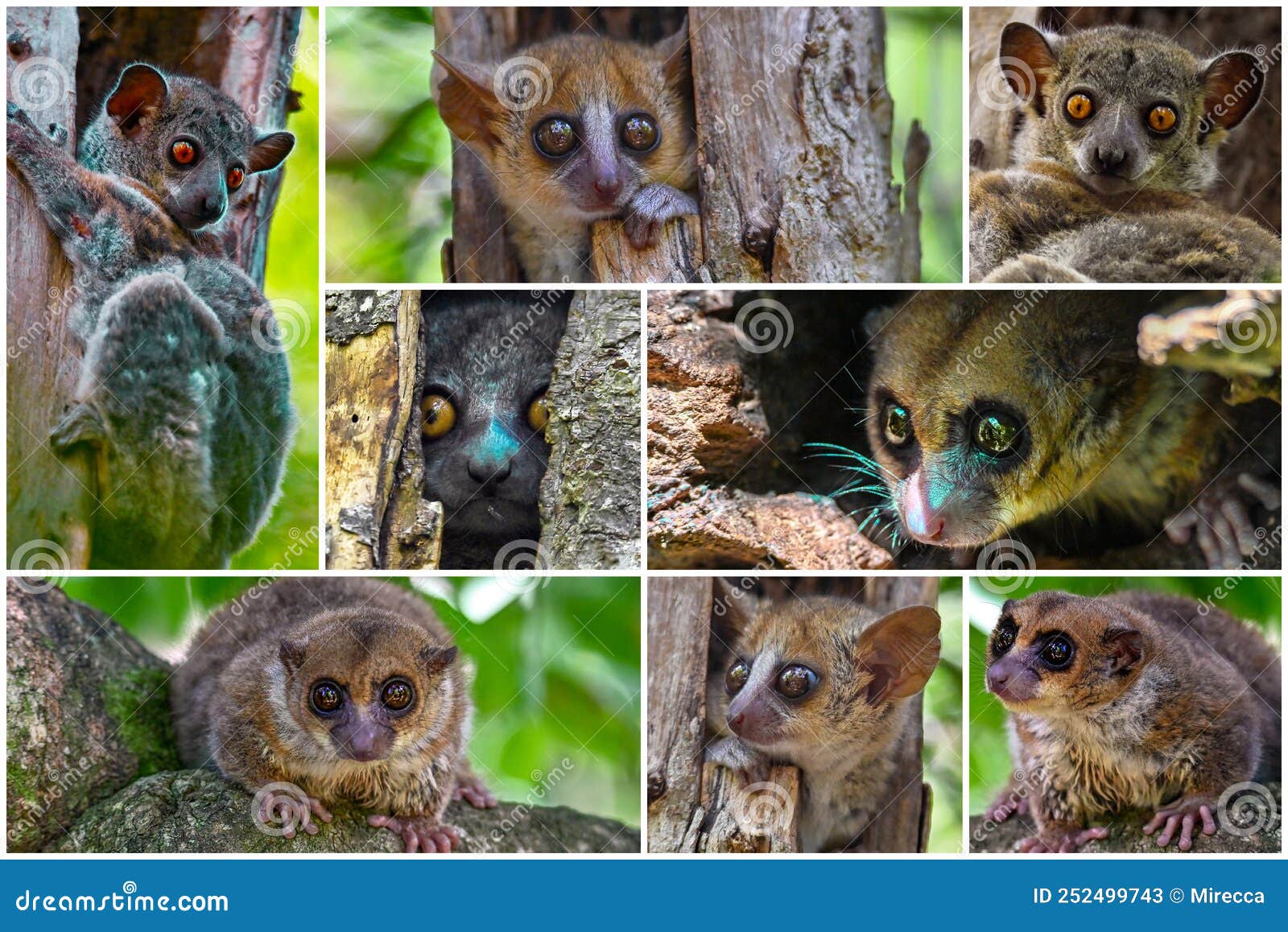 Animals of Madagascar â€“ Collage of Lemurs,Night Lemurs. Stock Image ...