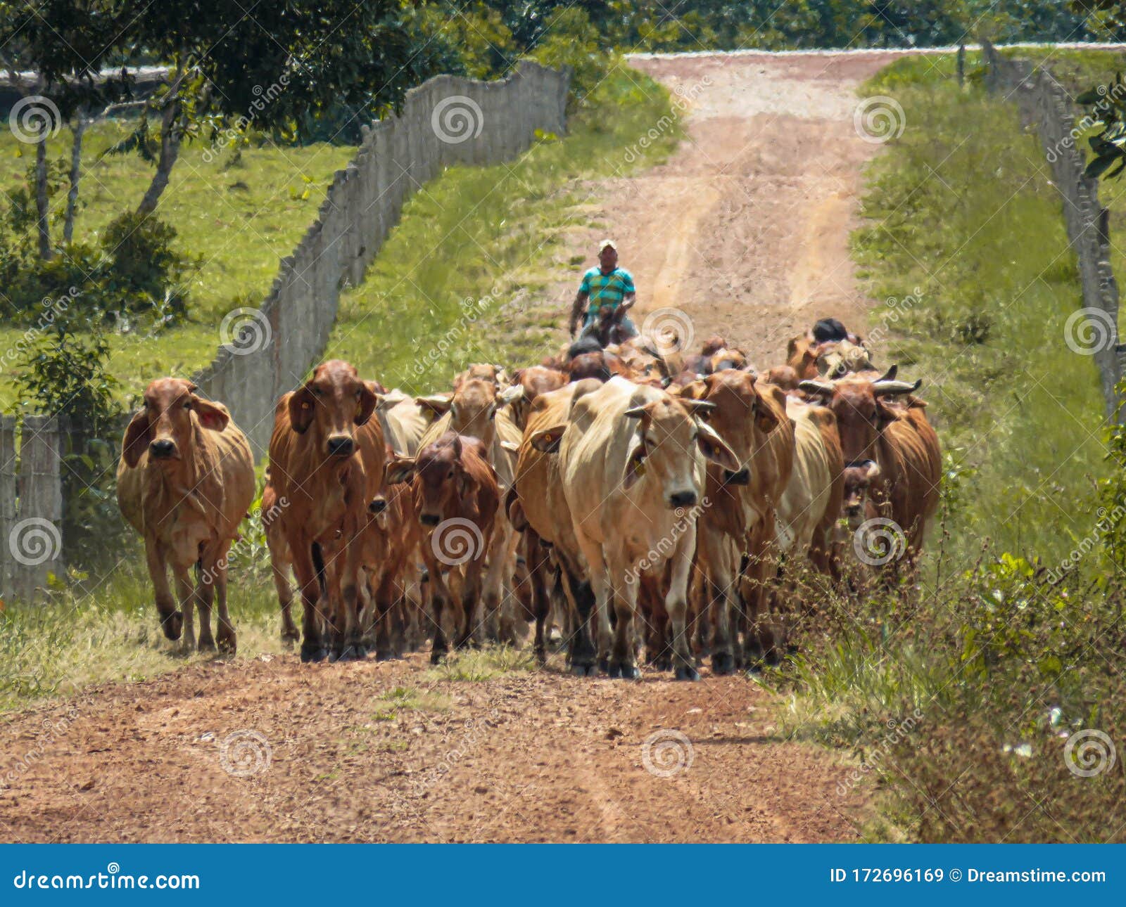 Animals Many Cows in the Farm Editorial Stock Image - Image of park ...