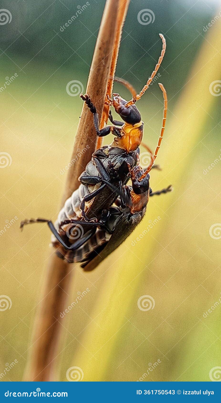 Animals mating repro stock image. Image of wild, animals - 361750543