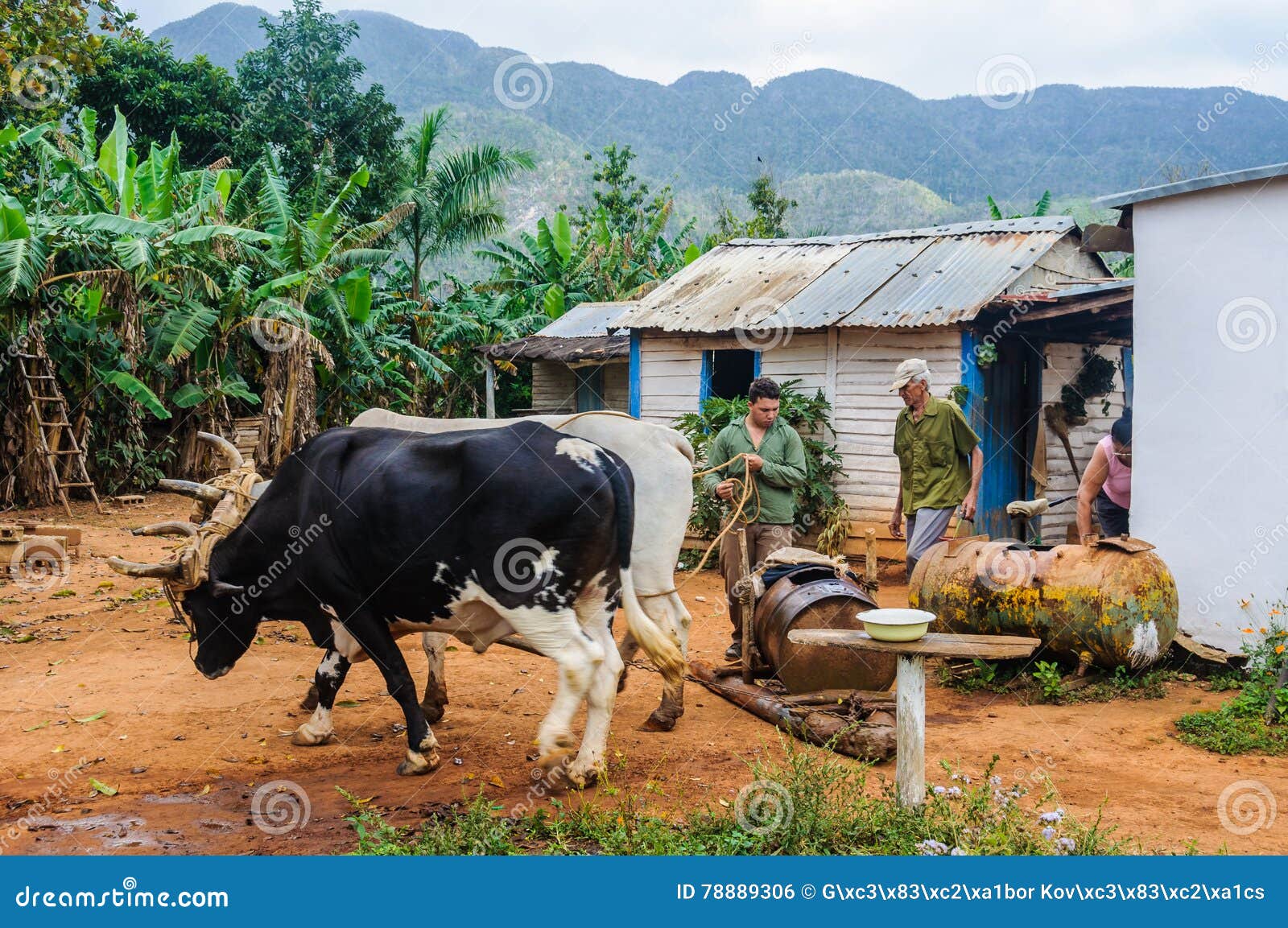 Animals and Men in Farm in Vinales Valley, Cuba Editorial Photo - Image ...