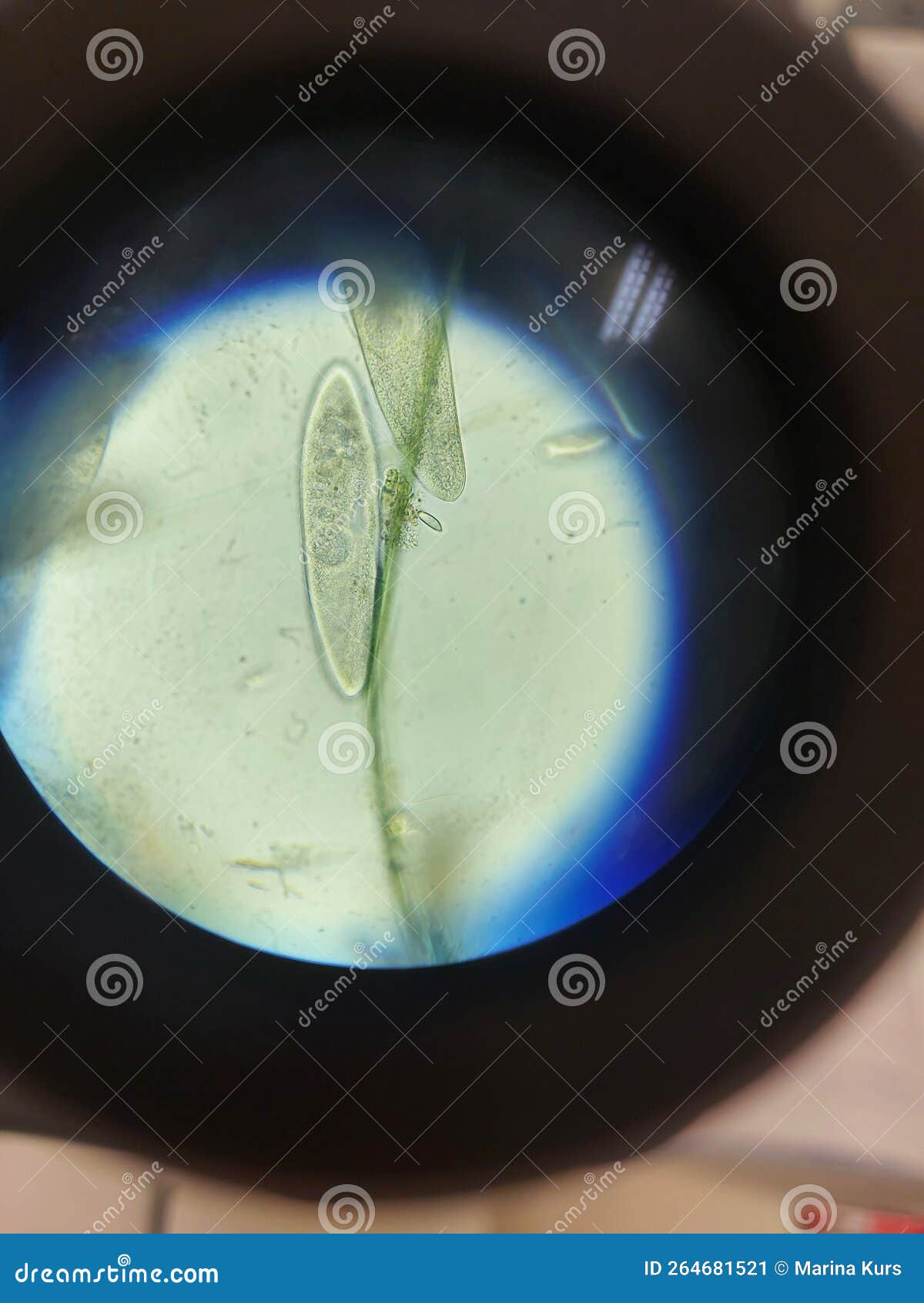 Animals in the microscope stock image. Image of glass - 264681521