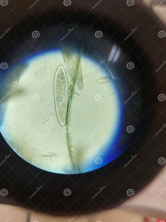 Animals in the microscope stock image. Image of glass - 264681521