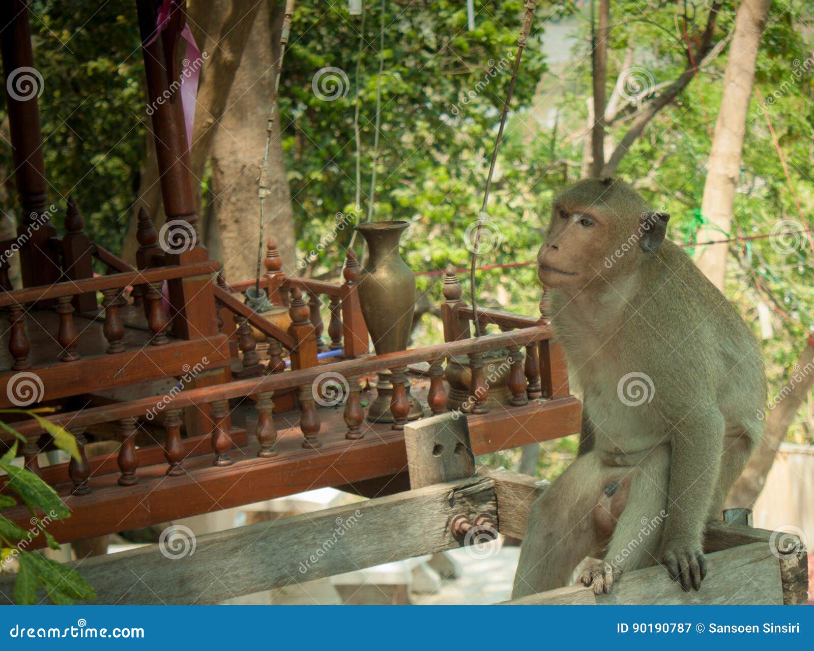 Animals Monkey Sad Site Tree Stock Image - Image of animal, sits: 90190787