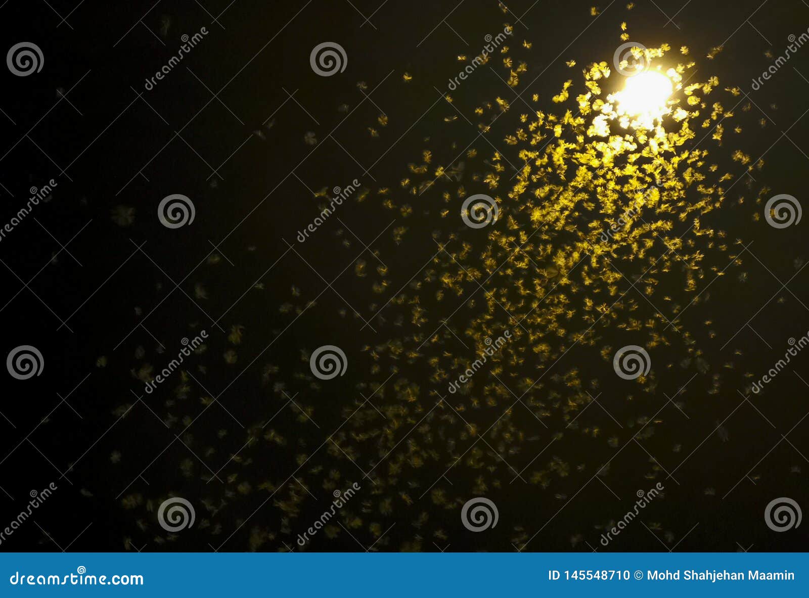 Animals stock photo. Image of motion, light, blur, insect - 145548710