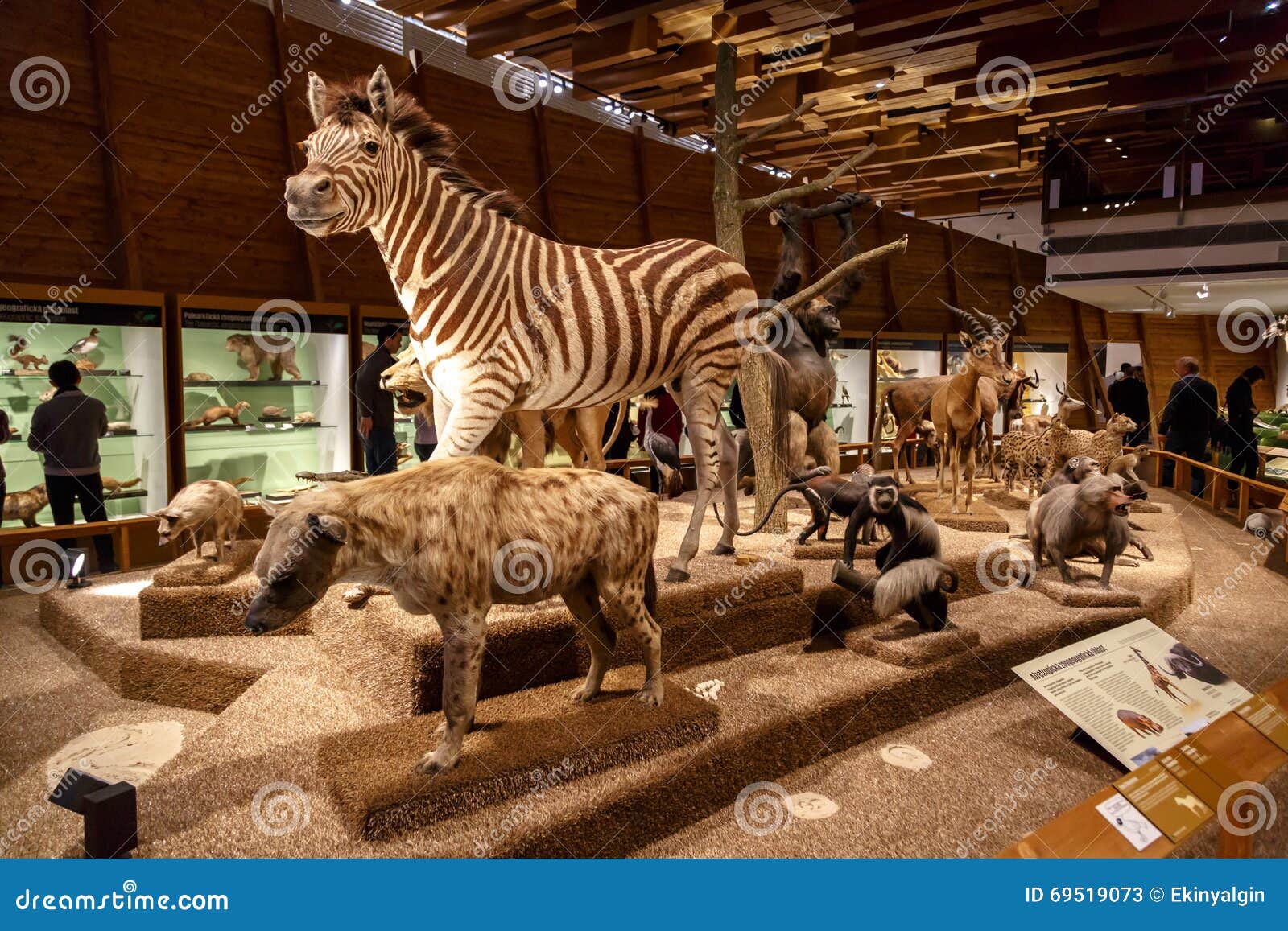 Animals at National Museum editorial stock photo. Image of europe ... Animals at National Museum editorial stock photo. Image of europe ...