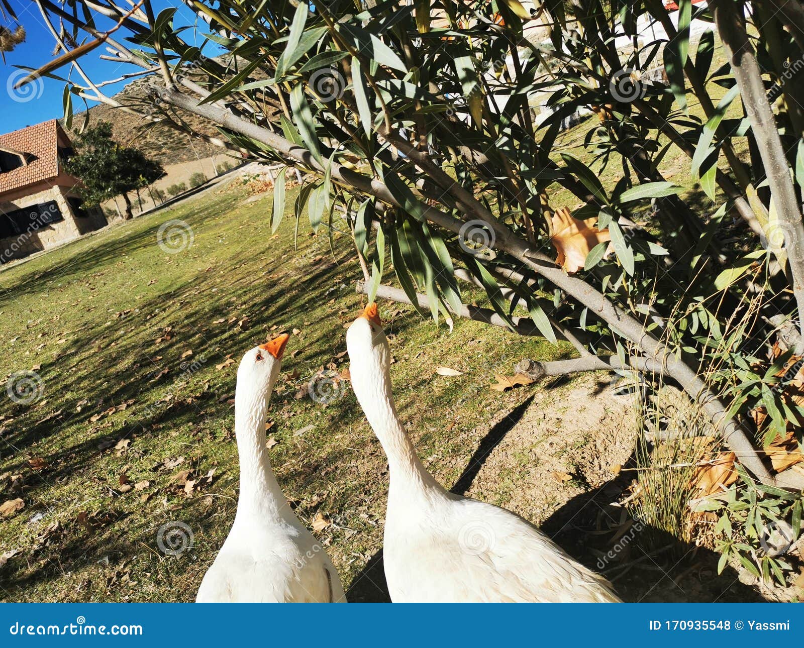 Animals Nature Live Life Green Hope Stock Photo - Image of green ...