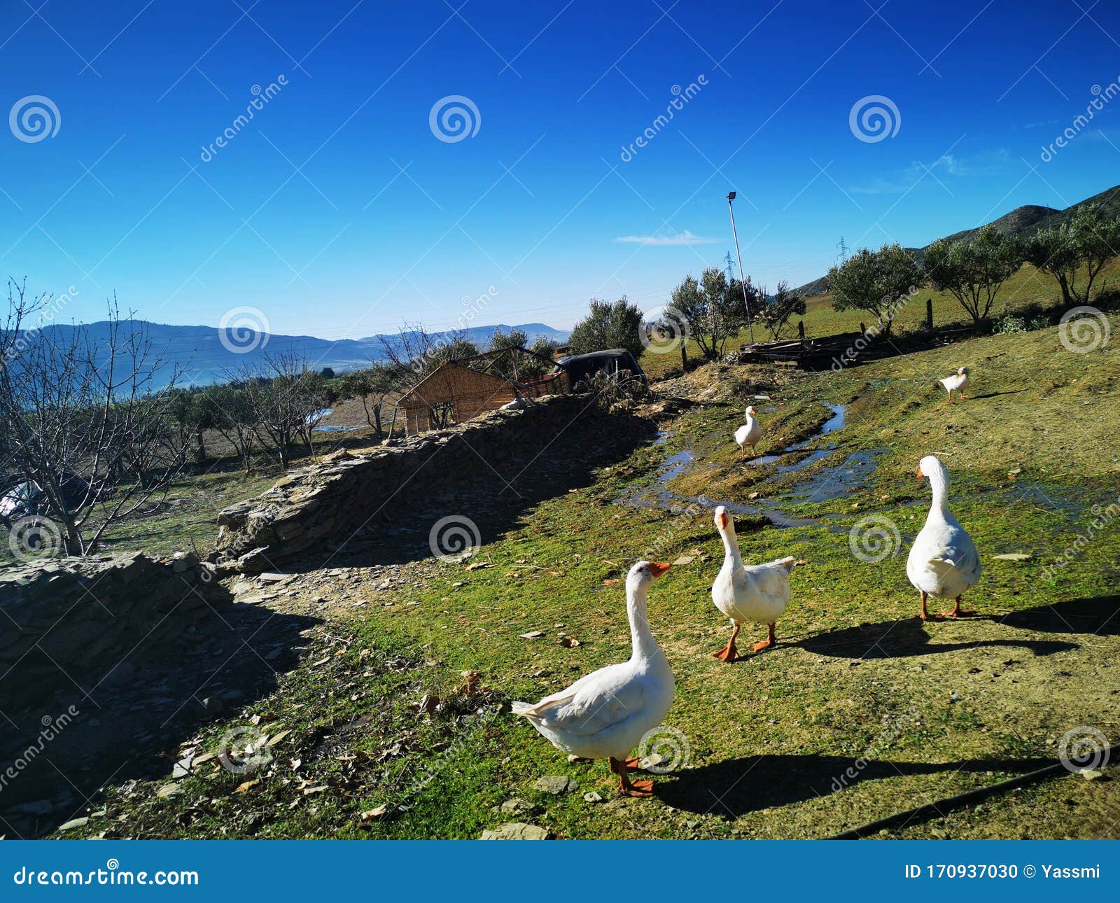 Animals Nature Live Life Green Hope Stock Photo - Image of hope, live ...
