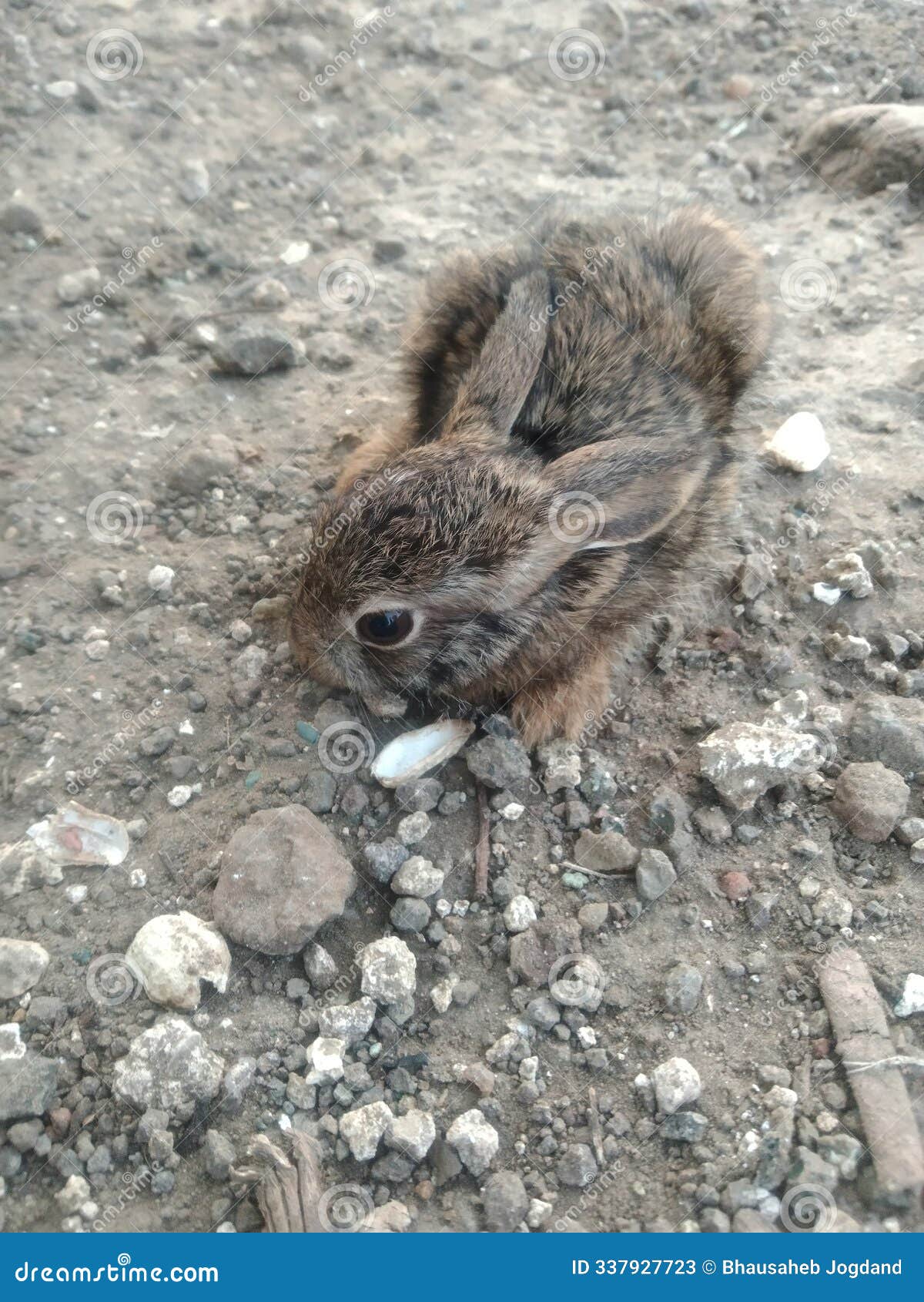 Animals in nature stock image. Image of rabbit, reptile - 337927723