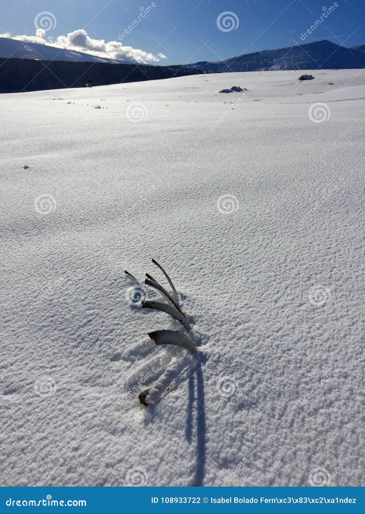 Snow stock photo. Image of clouds, nature, snow, bones - 108933722