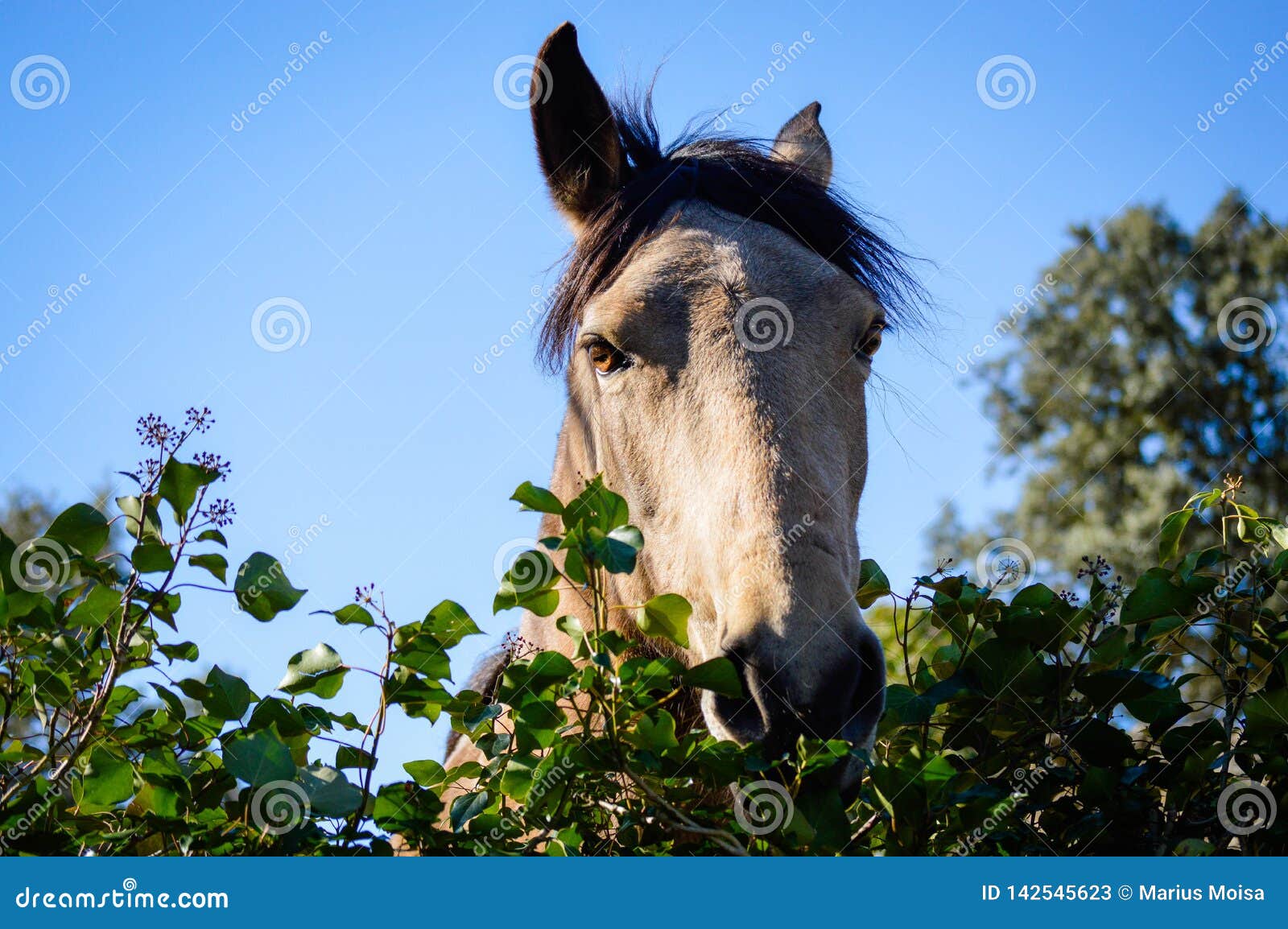 Animals and Nature in Spain Stock Image - Image of traveling, food ...