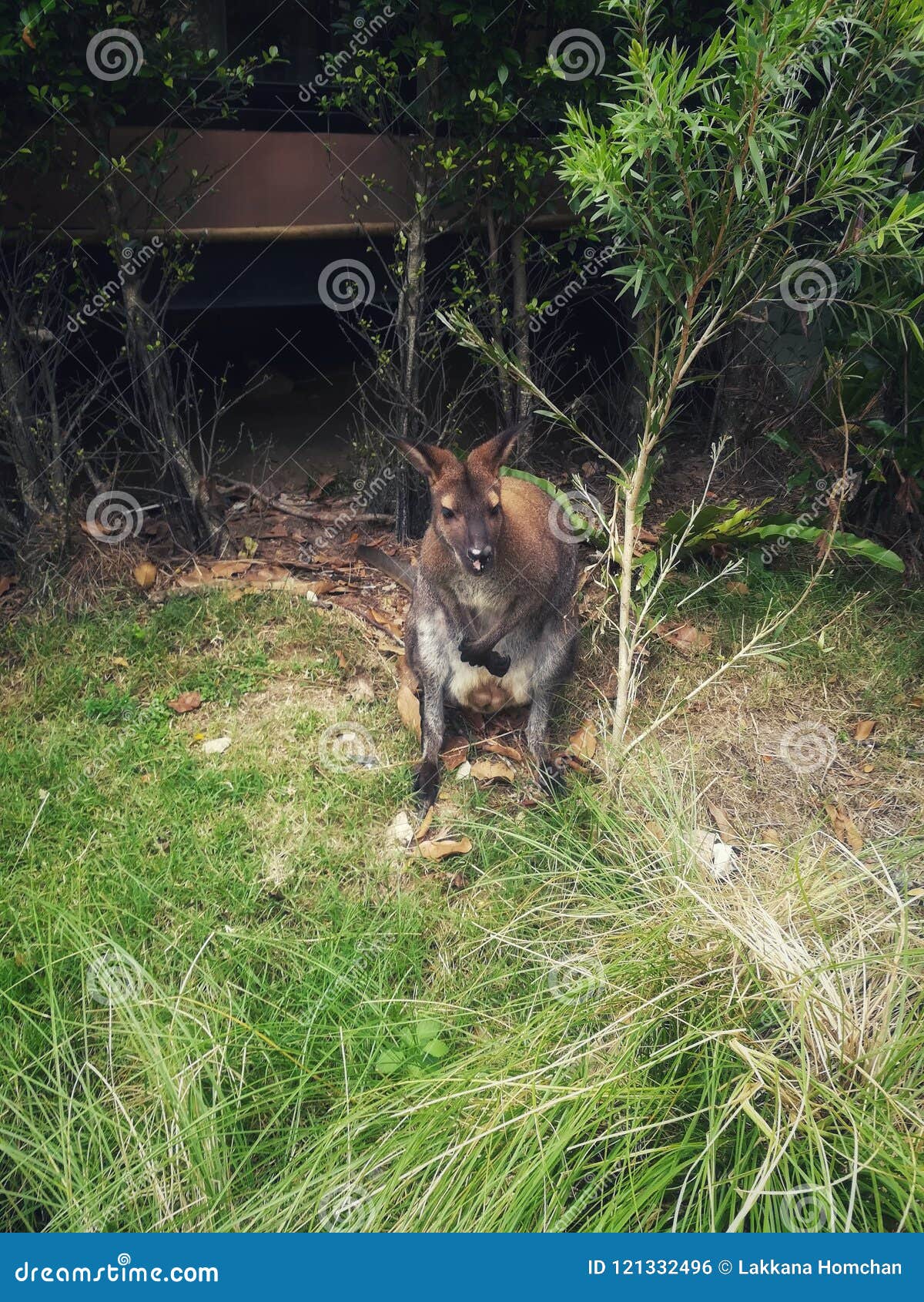Kangaroo stock photo. Image of nature, kangaroo, park - 121332496