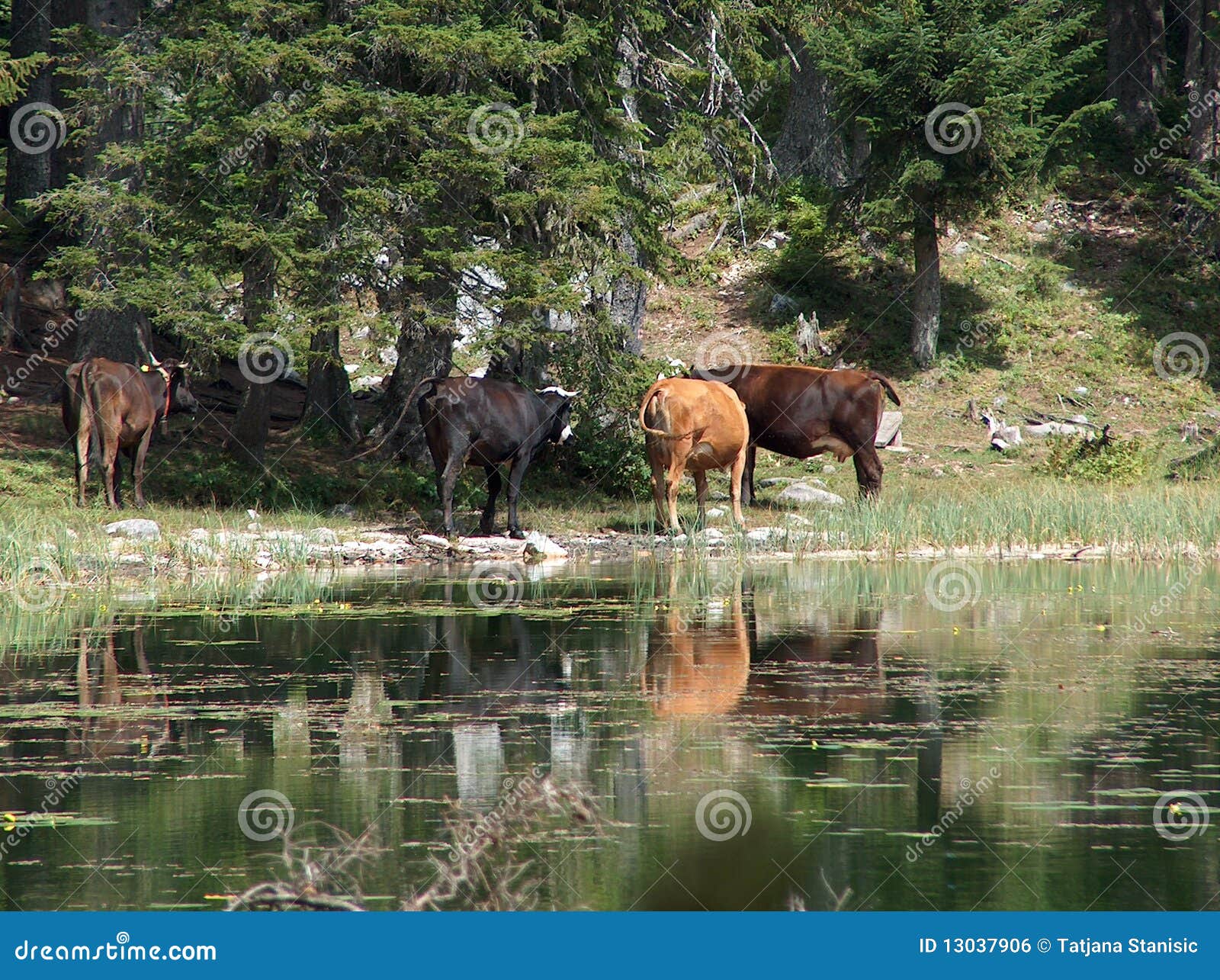 Animals near lake stock photo. Image of glade, pause - 13037906