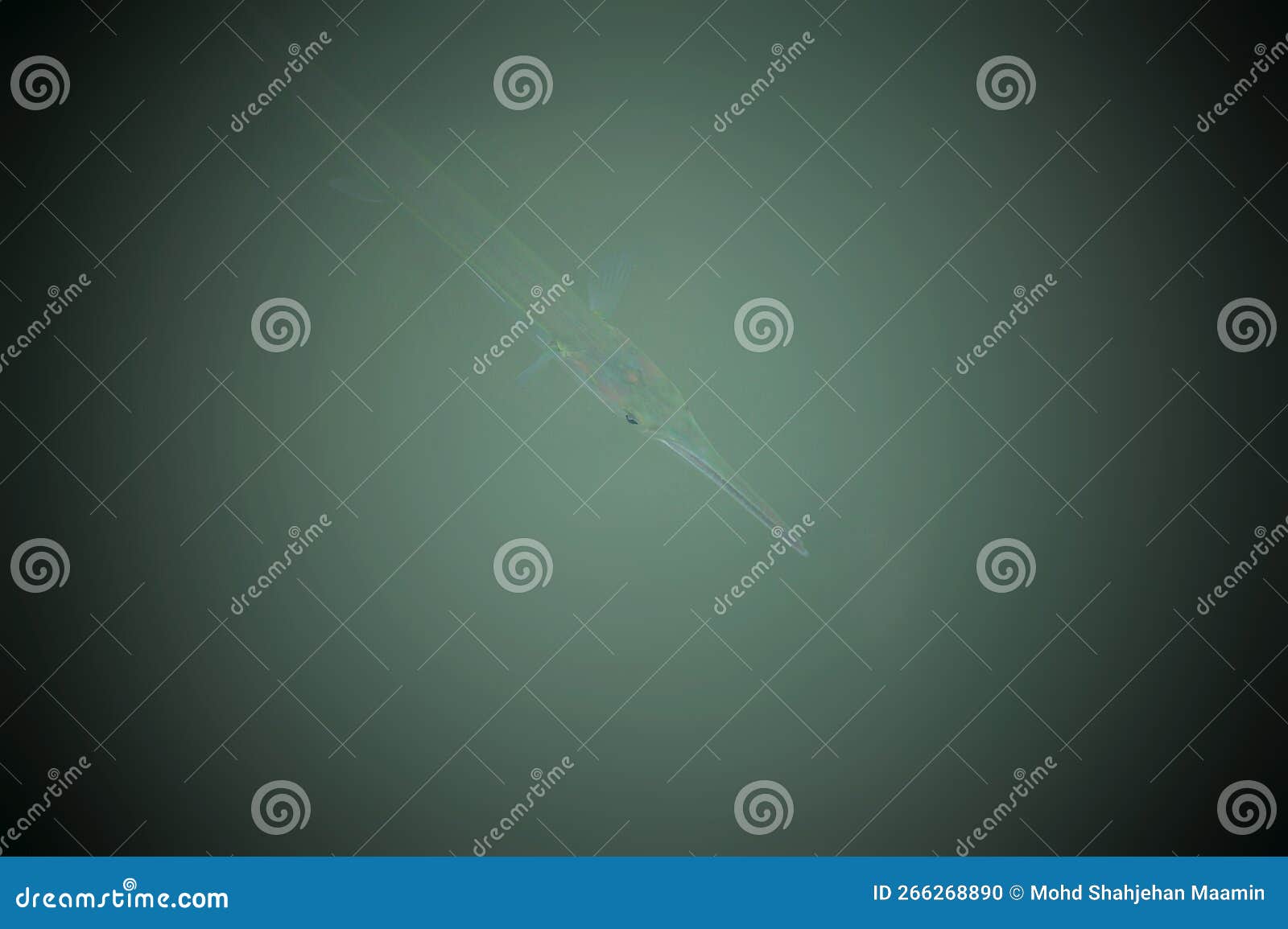 Animals and outdoor stock photo. Image of swordfish - 266268890