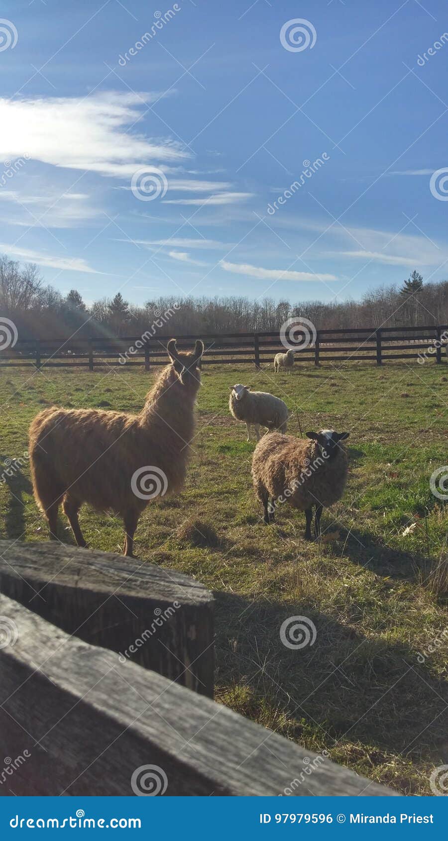 Animals outside farm stock photo. Image of farming, farm - 97979596