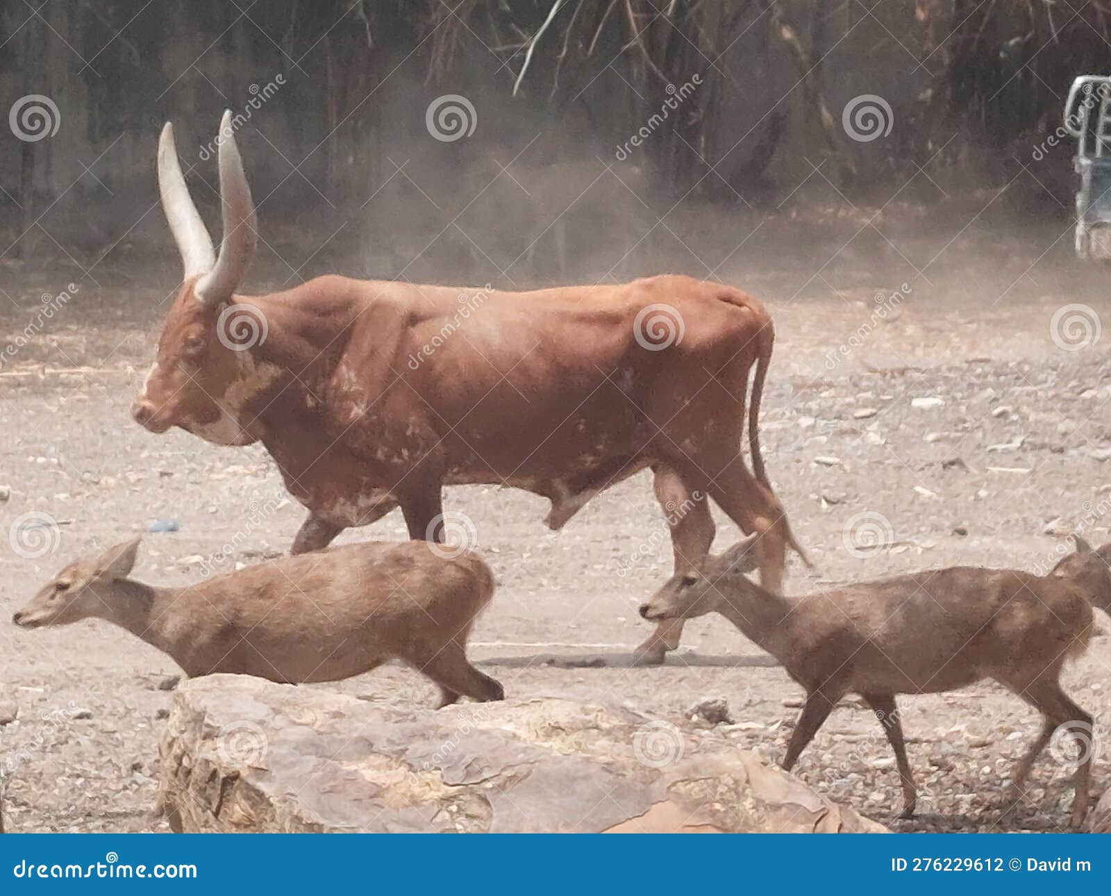 Animals Outside Safari Park Animals Outdoors Stock Photo - Image of ...