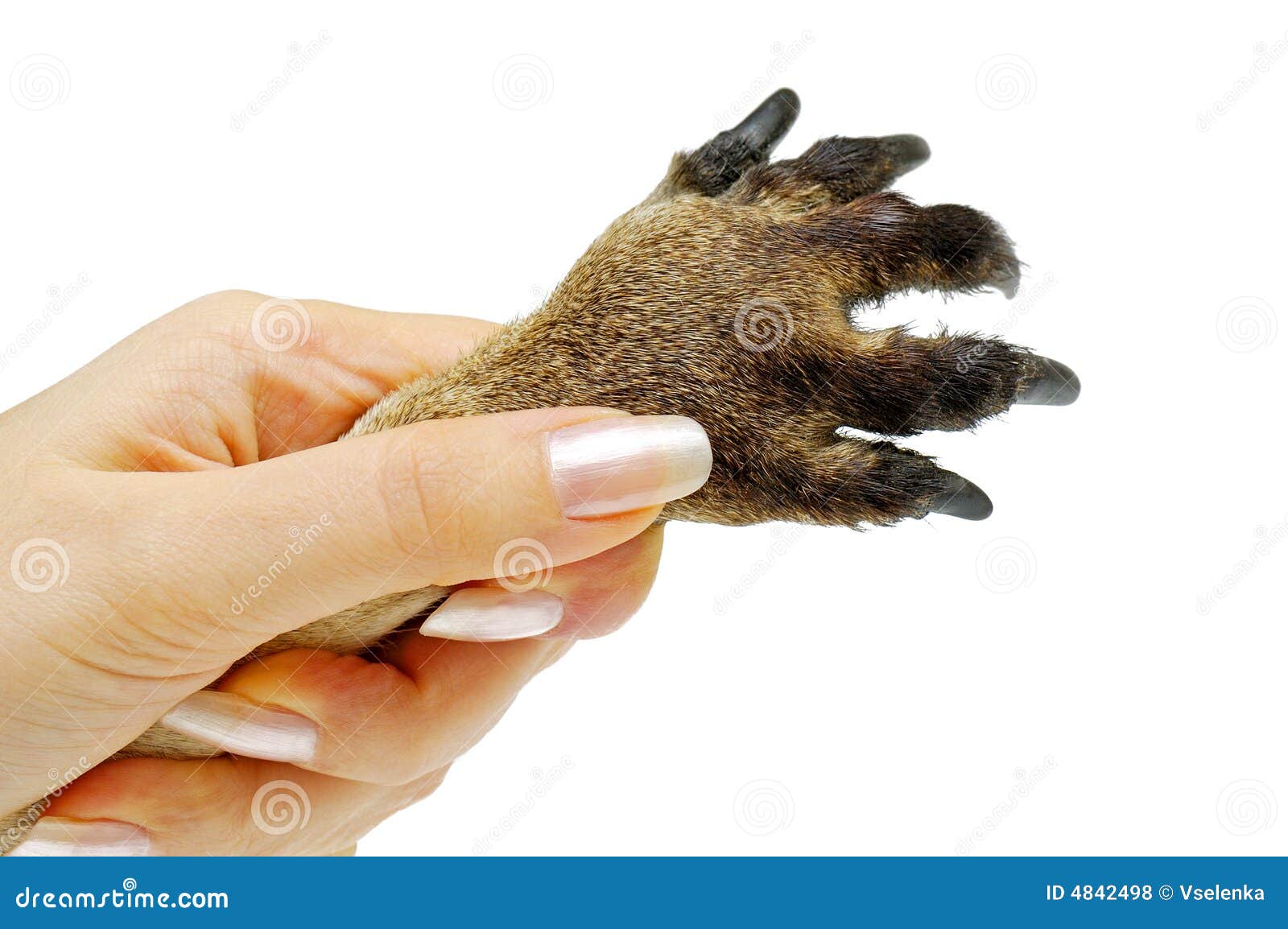Animals Paw Picture. Image: 4842498