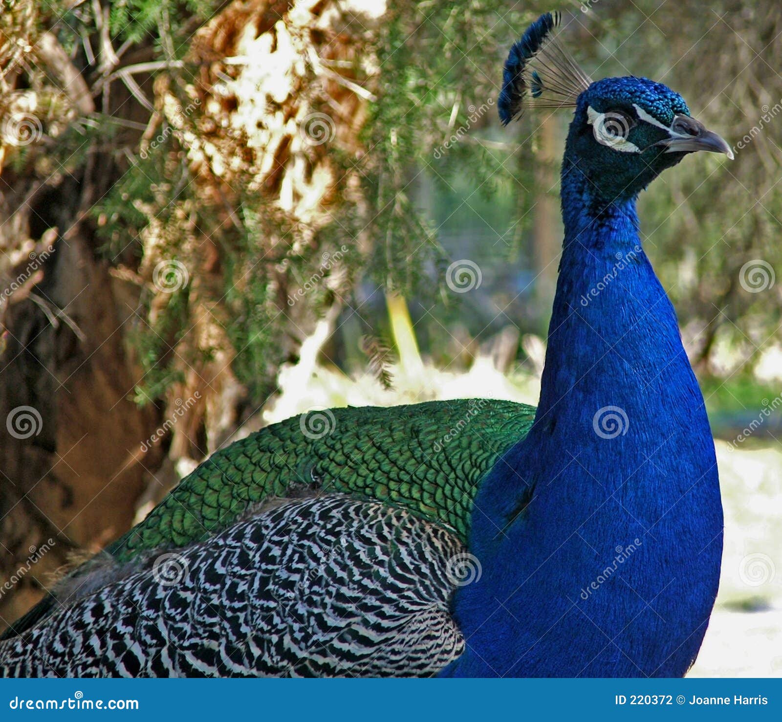 Animals - Peacock stock photo. Image of turquoise, side - 220372