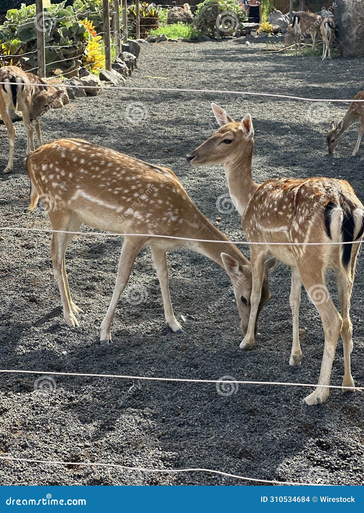 Animals in Pen with People on a Bench Stock Photo - Image of ...