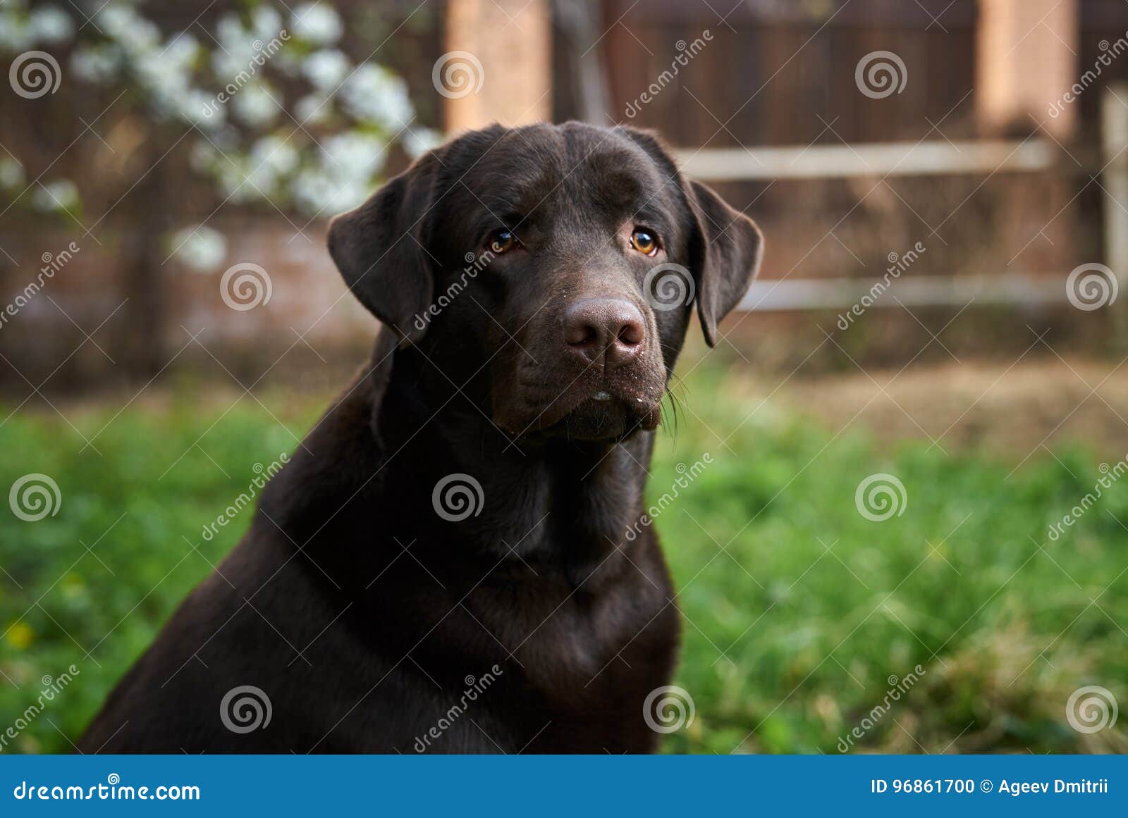 Animals, Pets, Dog, Labrador Walks in the Backyard Stock Photo - Image ...