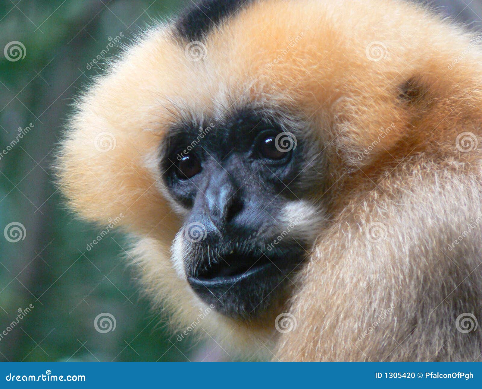 Animals: Portrait of a Monkey Stock Photo - Image of jungle, evolution ...