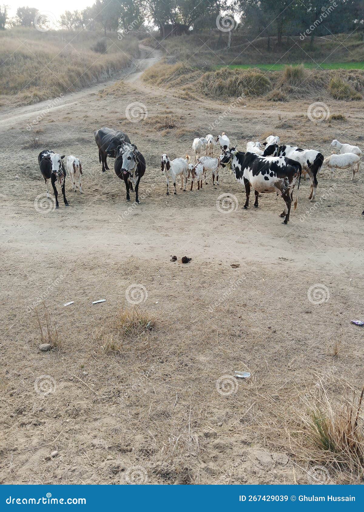Animals : Ready To Go Back Home in the Evening .misrial Talagang ...