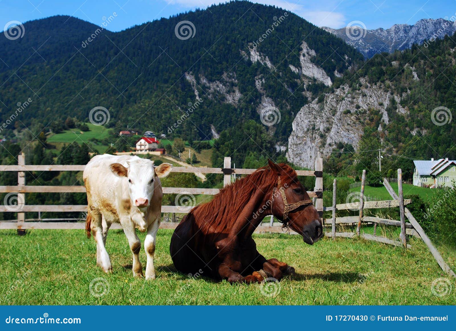 Animals relaxing stock photo. Image of chalet, romania - 17270430