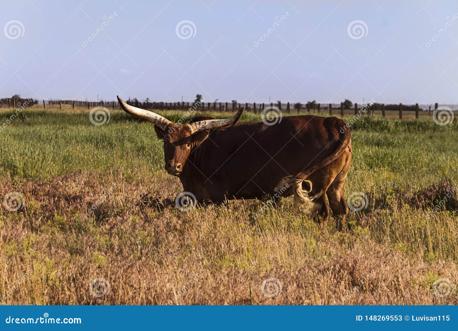 Animals in the Reserve on Pasture in the Steppe Stock Image - Image of ...