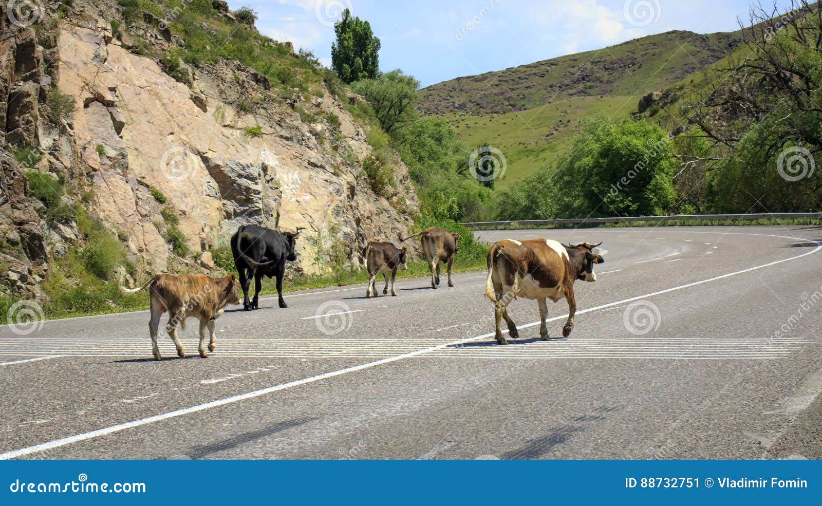 Animals on the road. stock image. Image of background - 88732751