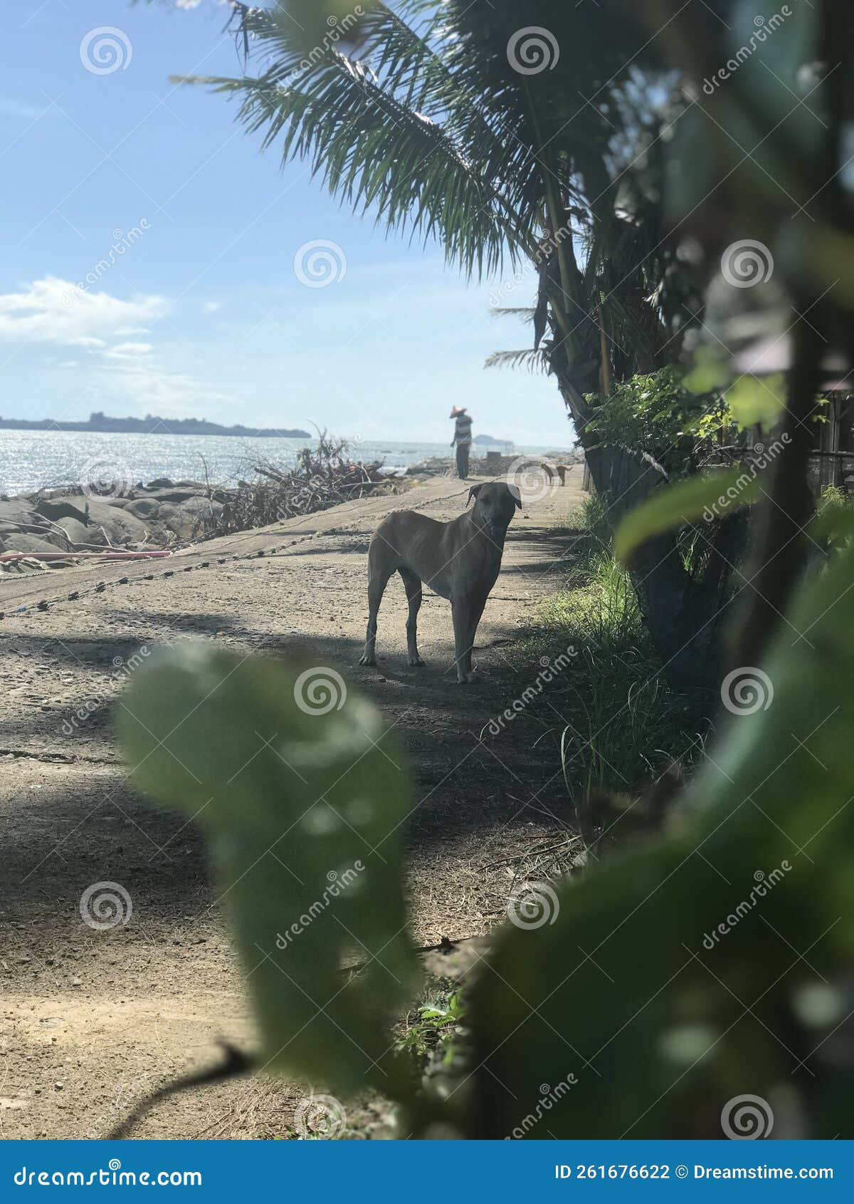 Animals roaming the beach stock photo. Image of roaming - 261676622