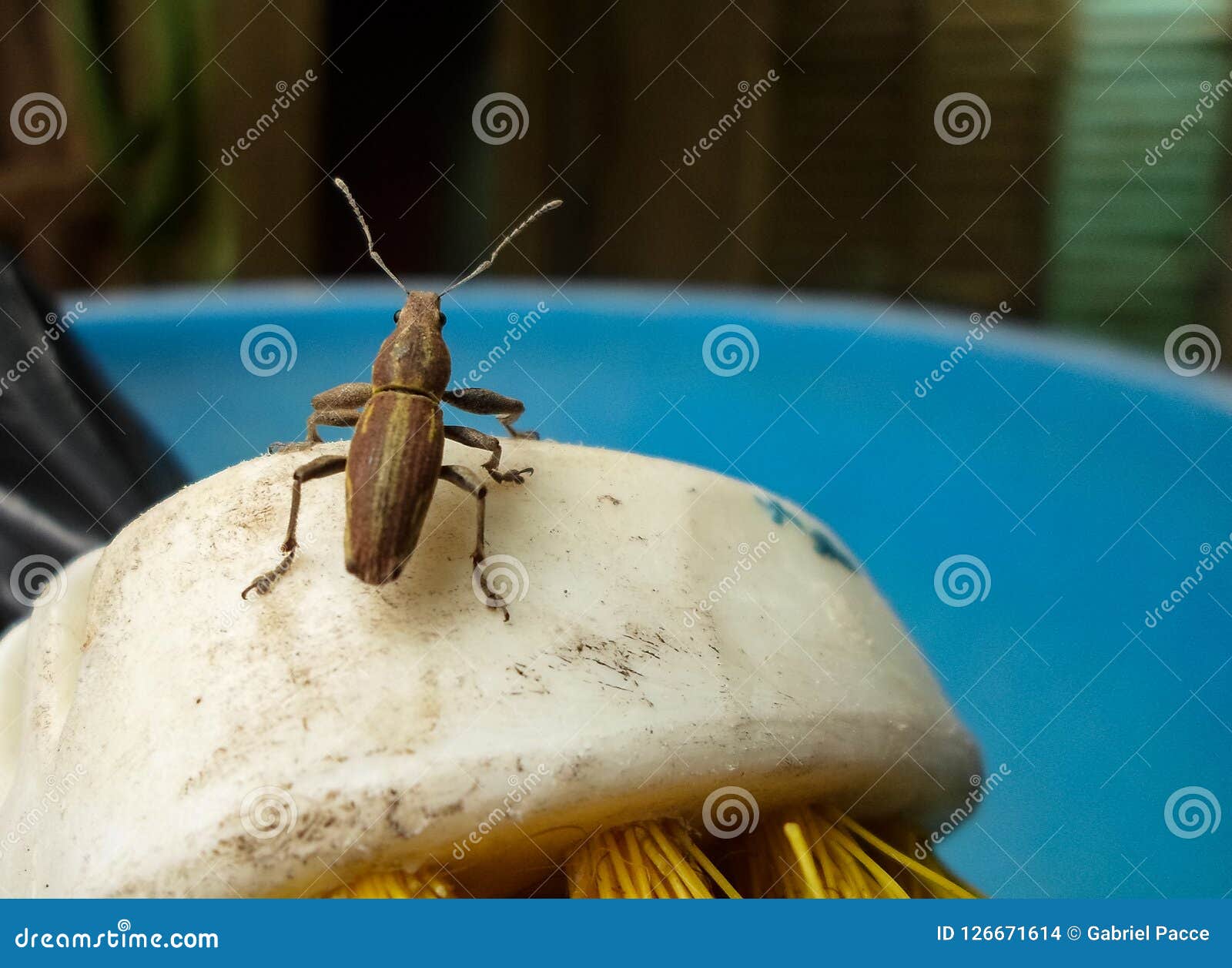 Strange friendly bug stock photo. Image of life, colorful - 126671614