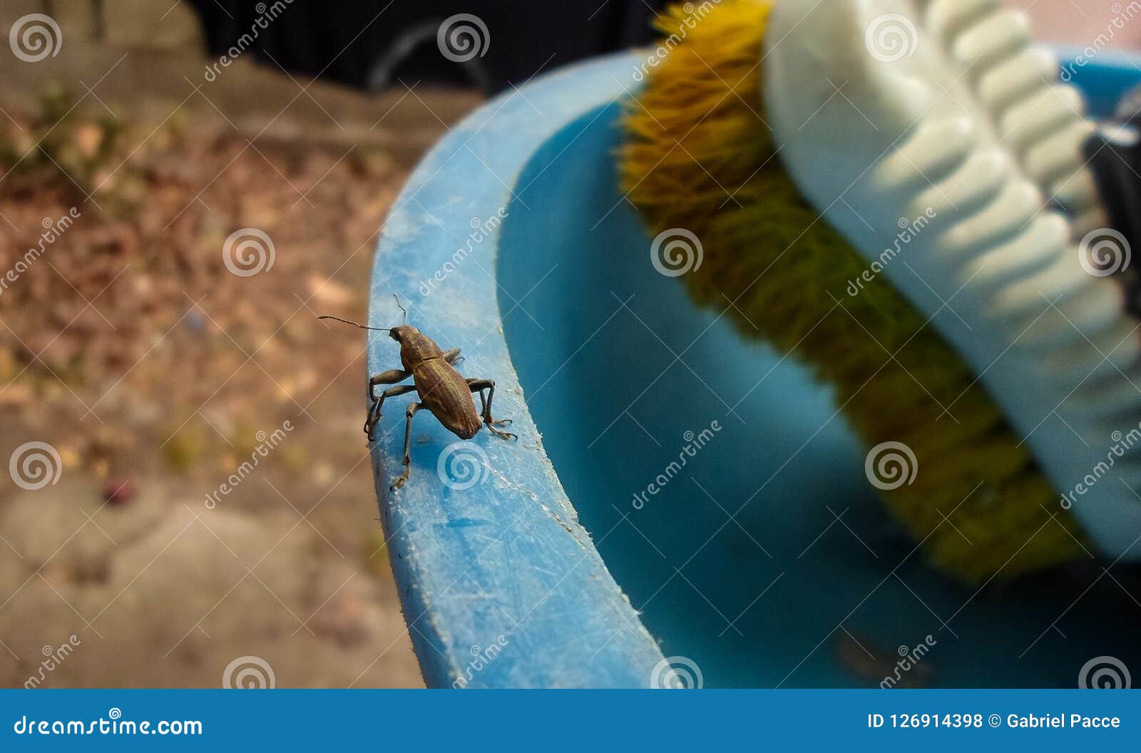 Strange friendly bug stock photo. Image of close, closeup - 126914398