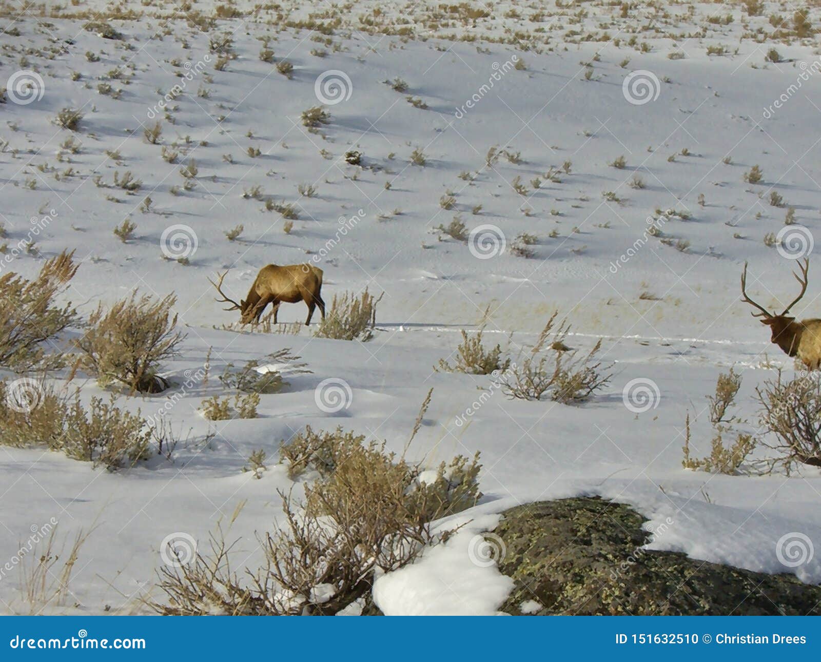 Animals in a Snowy Landscape Stock Photo - Image of outside, herd ...