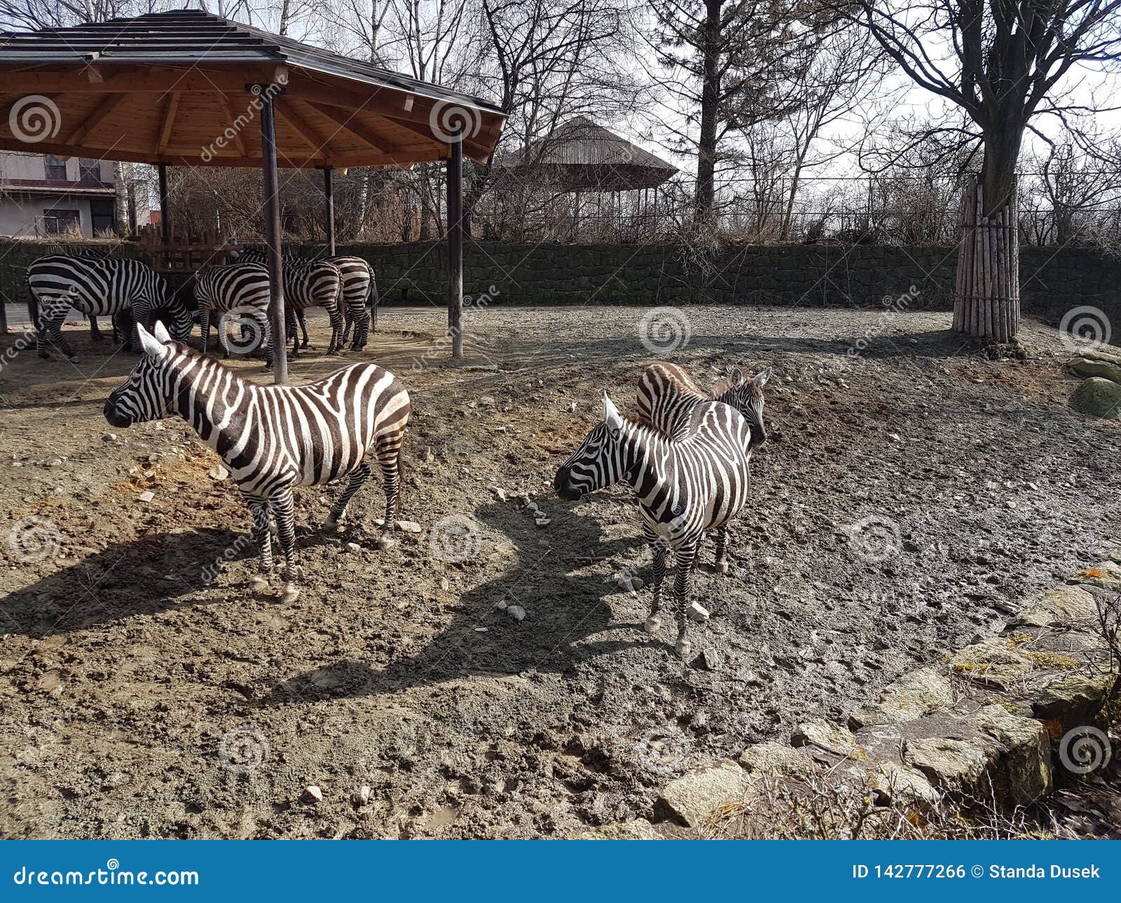 Animals in spring stock photo. Image of nature, animals - 142777266