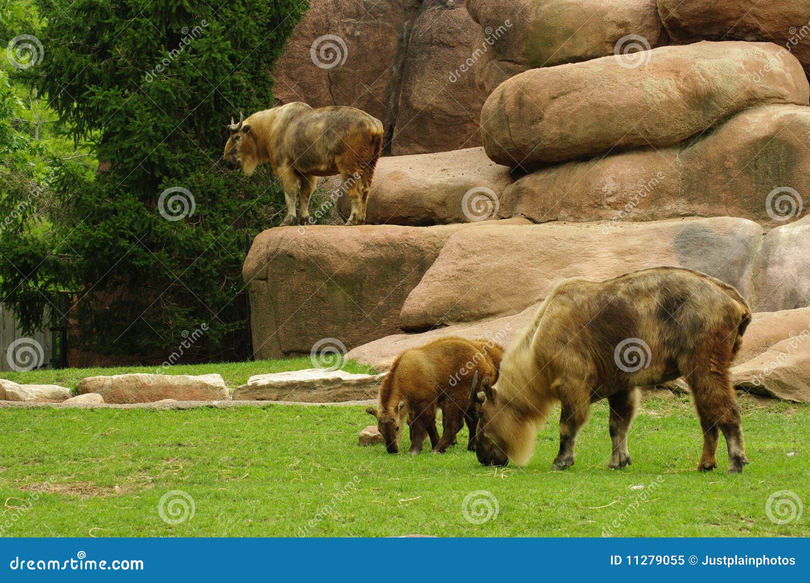 Animals at the St Louis Zoo Stock Image - Image of louis, county: 11279055