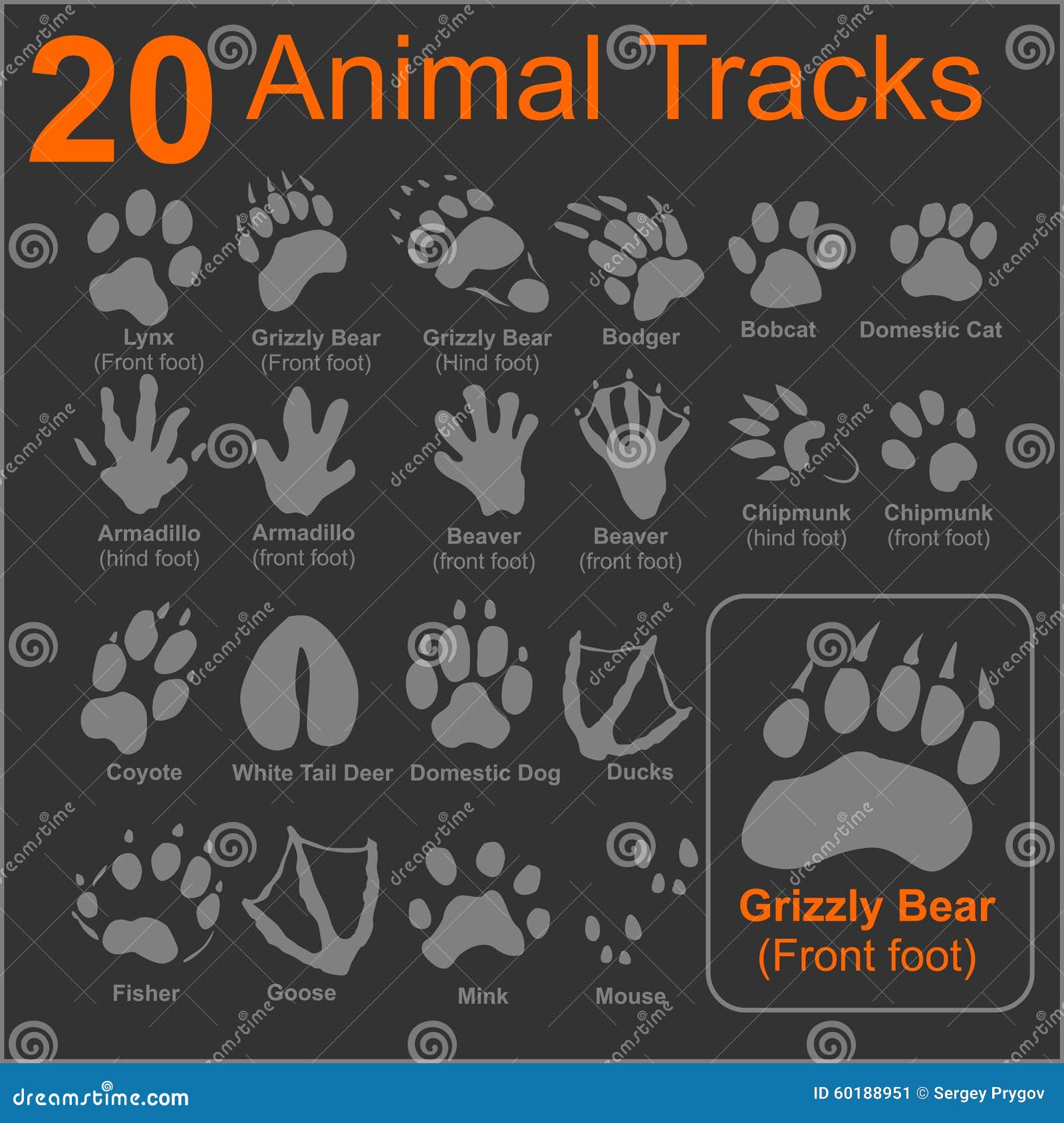 Mink Track, Mink Footprint. Ink, Silhouette Vector Illustration ...
