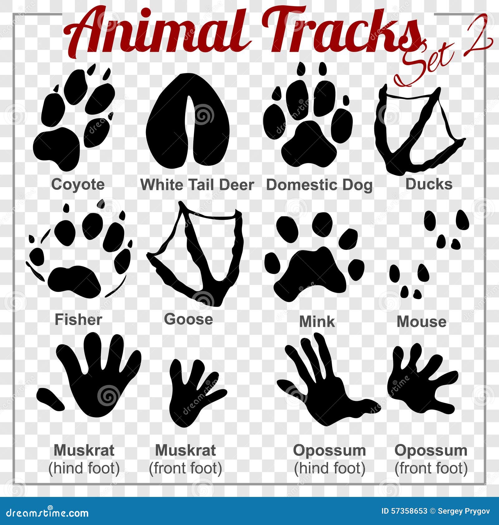 Animals Tracks - Vector Set Stock Vector - Illustration of mink, icon ...