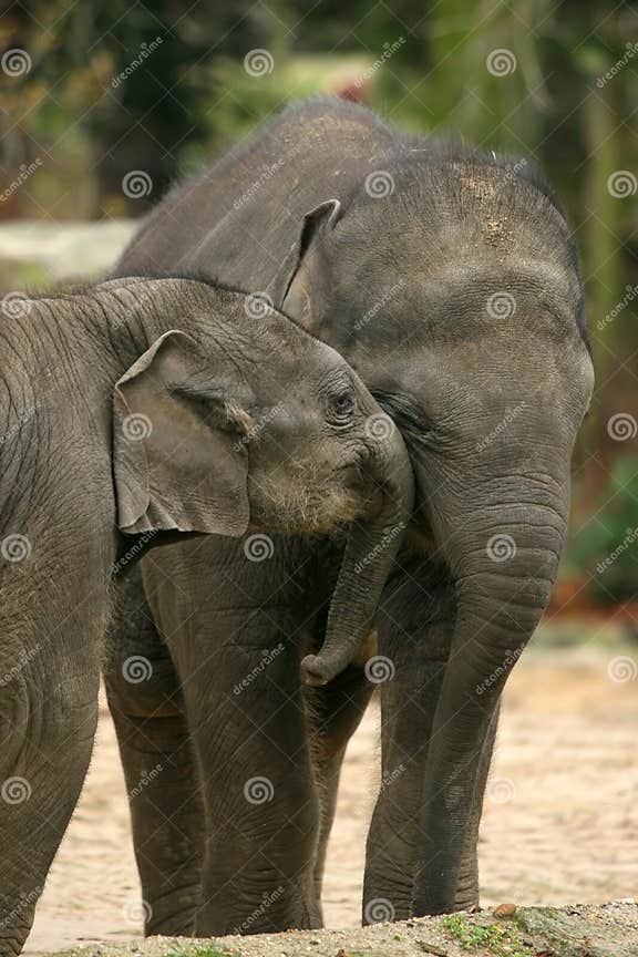 Animals: Two Elephants Hugging Stock Photo - Image of elephant, hair ...