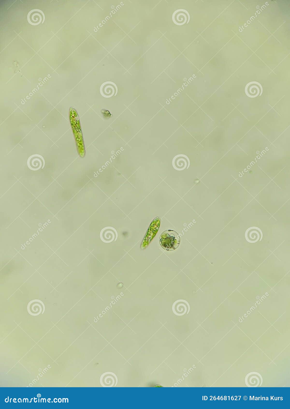 Animals Under the Microscope Stock Image - Image of sketch, design ...
