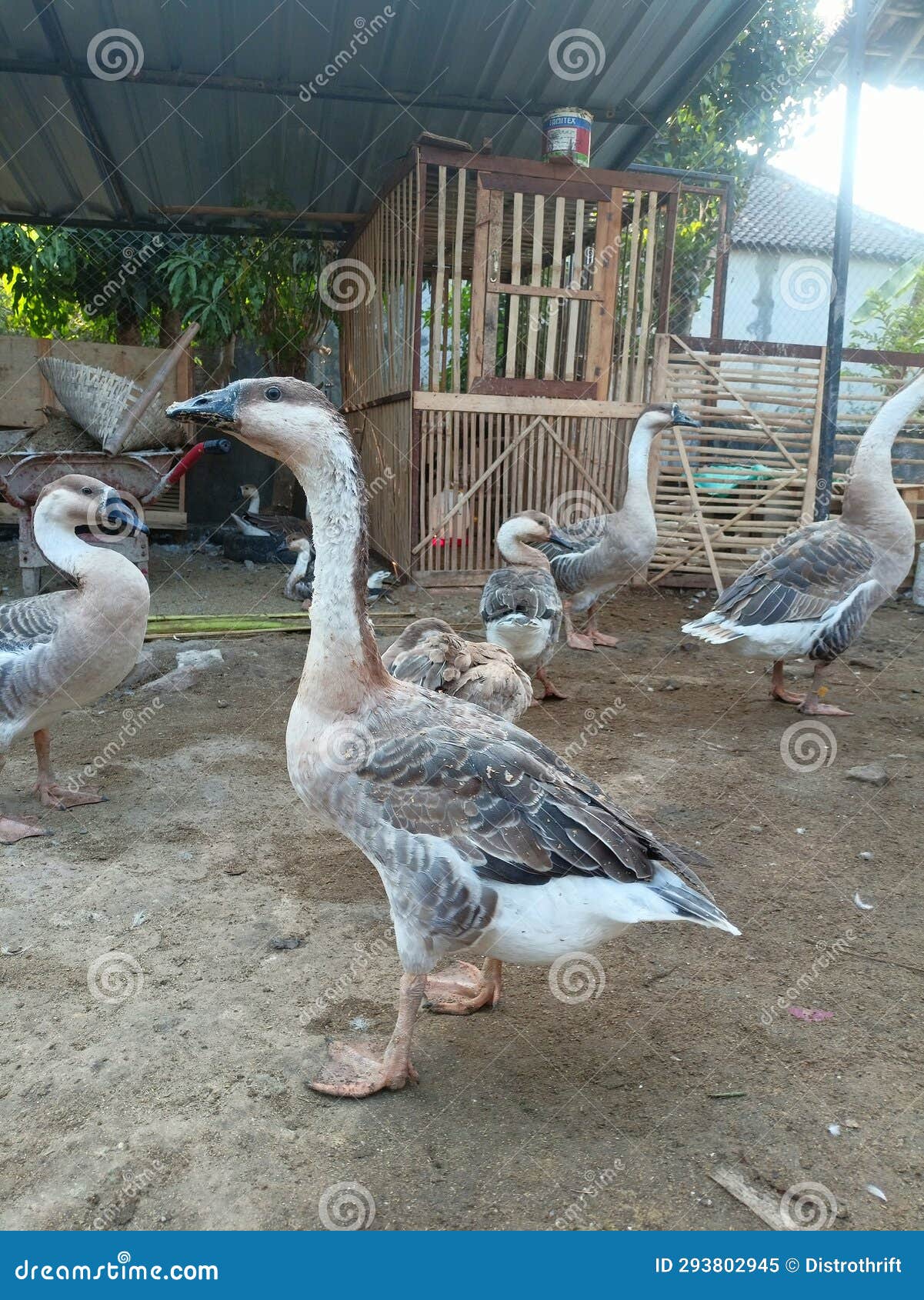 Animals and Unique Animals Can Peck If they Don& X27;t Know Them Stock ...