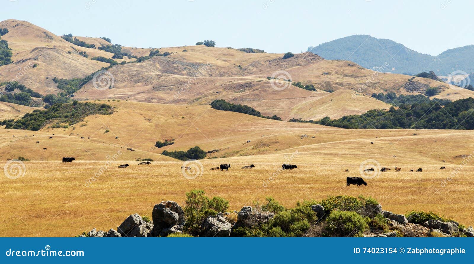 Animals in the Valley stock photo. Image of outdoor, field - 74023154