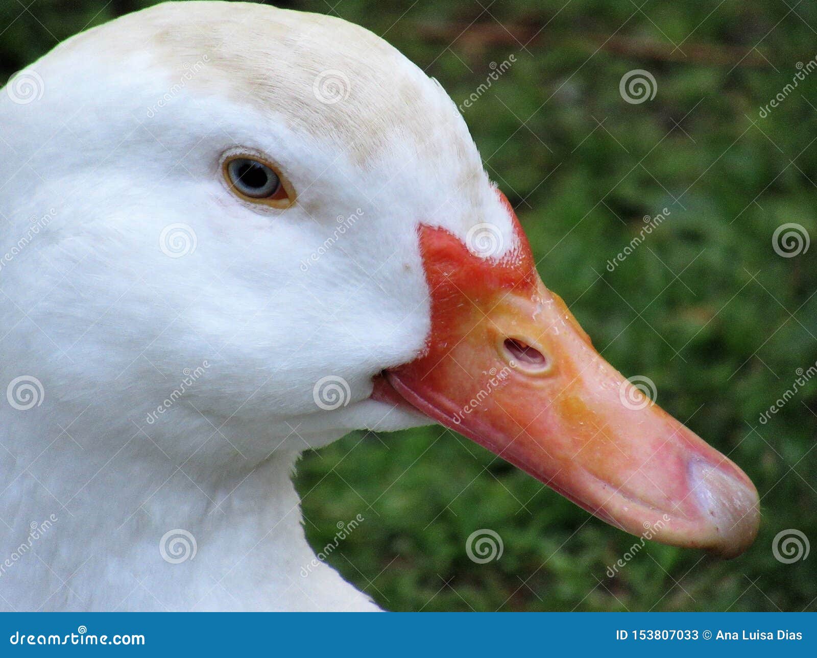 White duck whith blue eyes stock image. Image of duck - 153807033