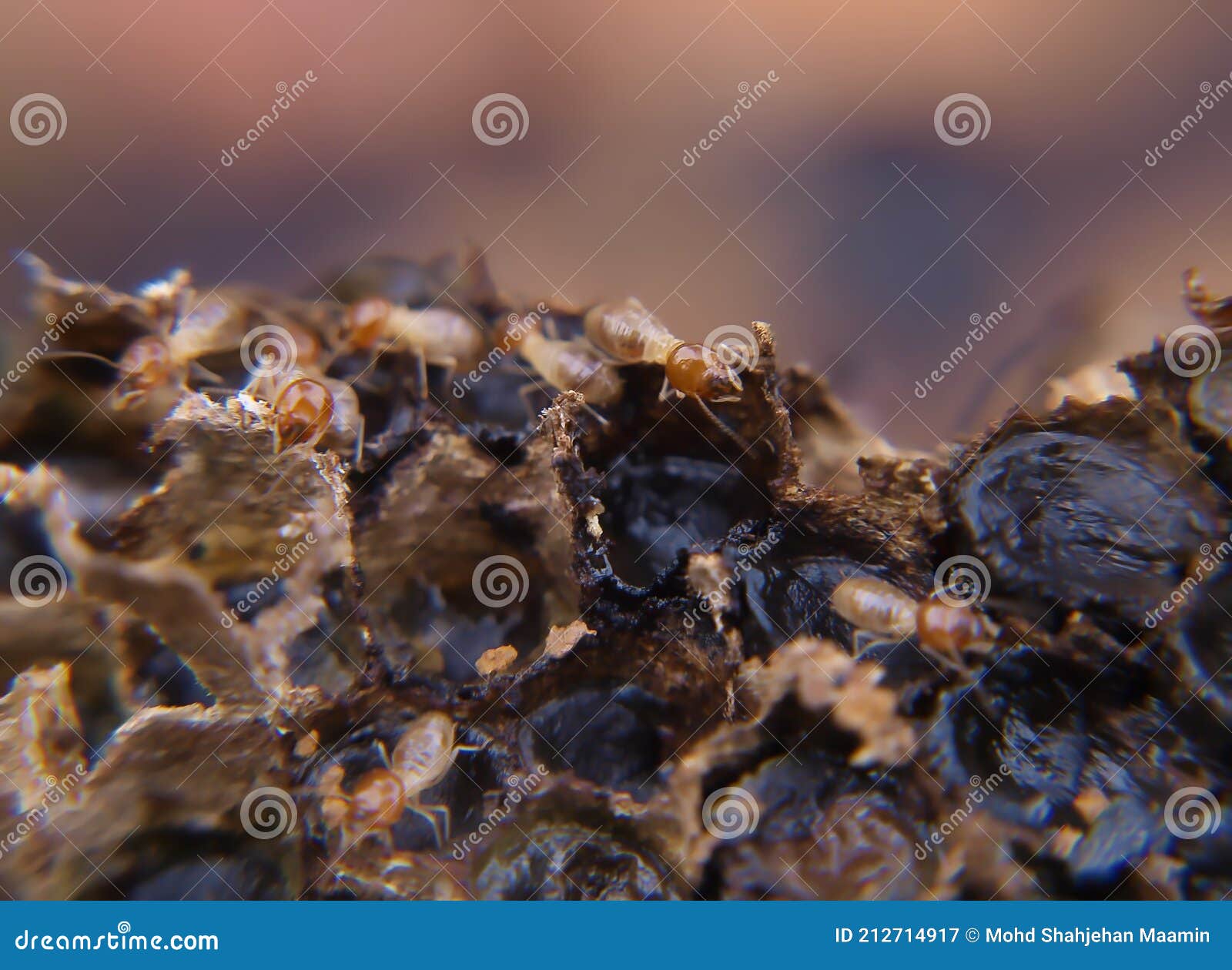Destroyed Beehive Stock Photos - Free & Royalty-Free Stock Photos from ...