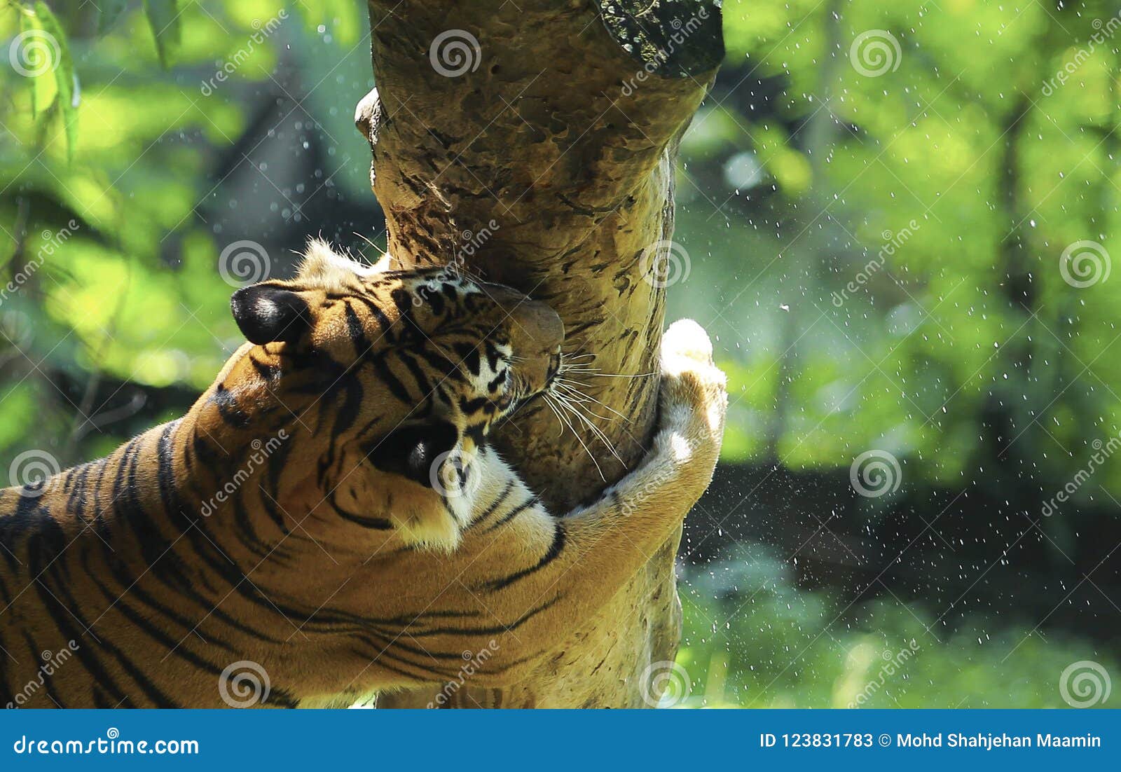 Animals/Wildlife stock image. Image of tones, focus - 123831783