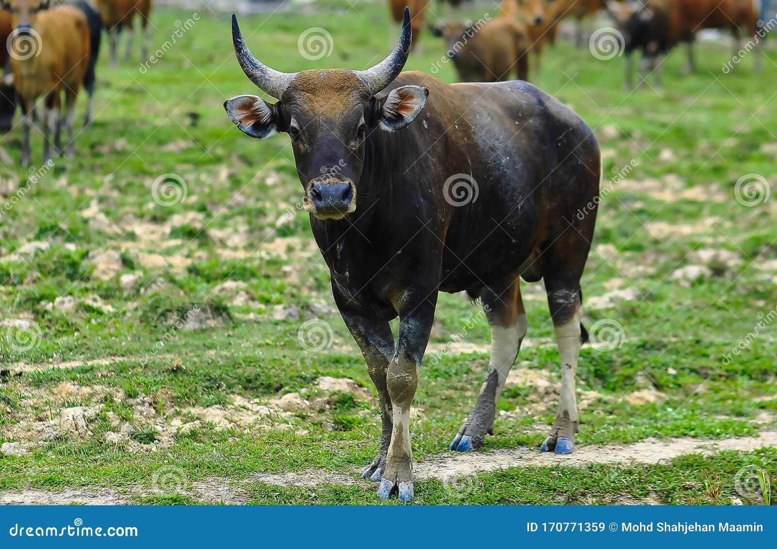 Animals/wildlife stock image. Image of wallow, celebration - 170771359