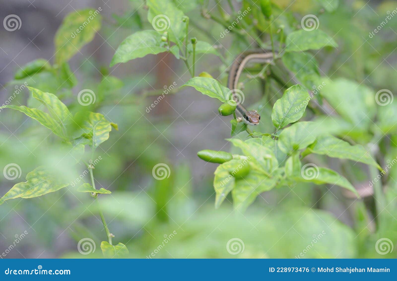 Animals and wildlife stock photo. Image of chili, animals - 228973476